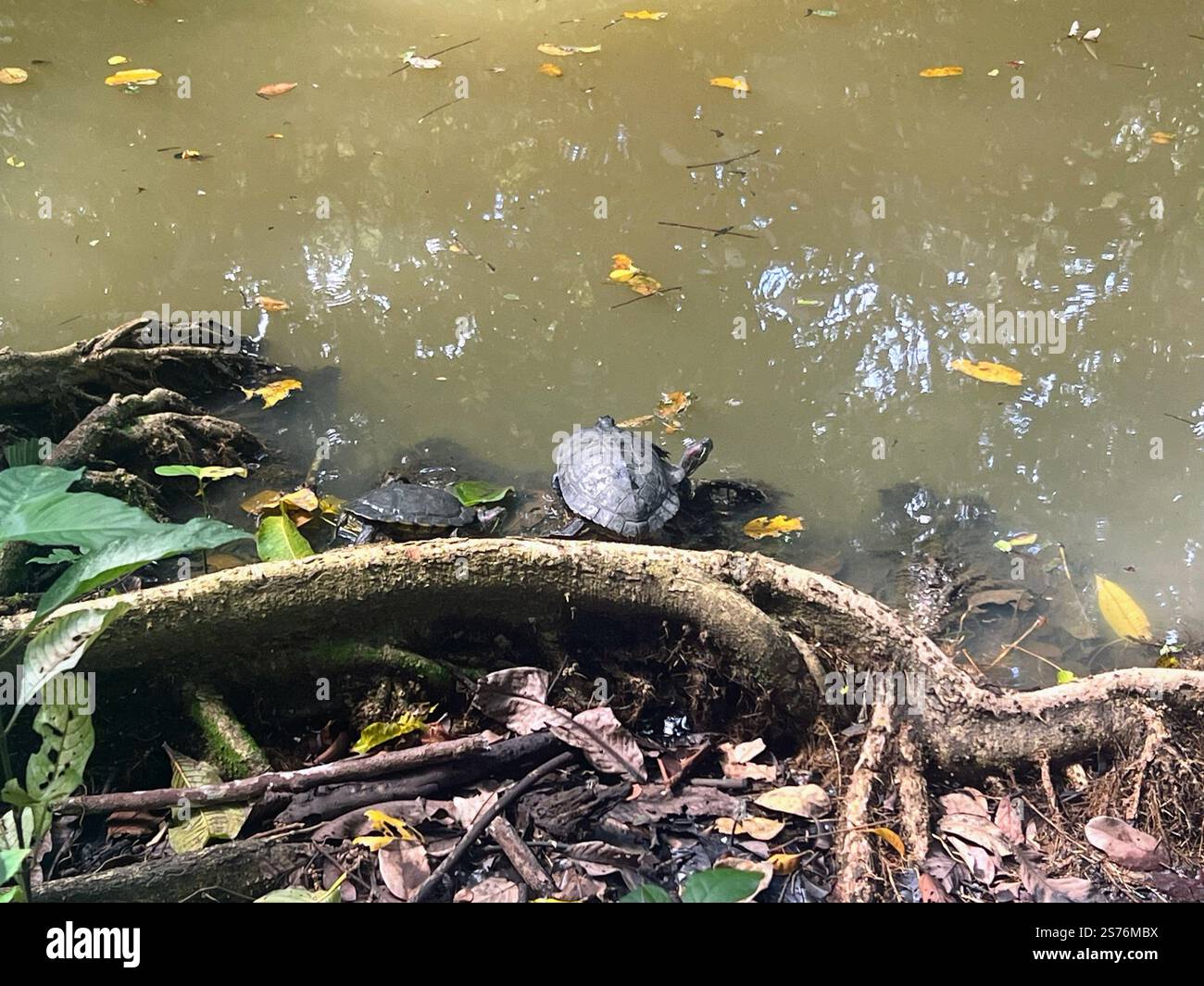 Panama City Panama 11-17-2024 Views of the tropical rain forest hiking ...