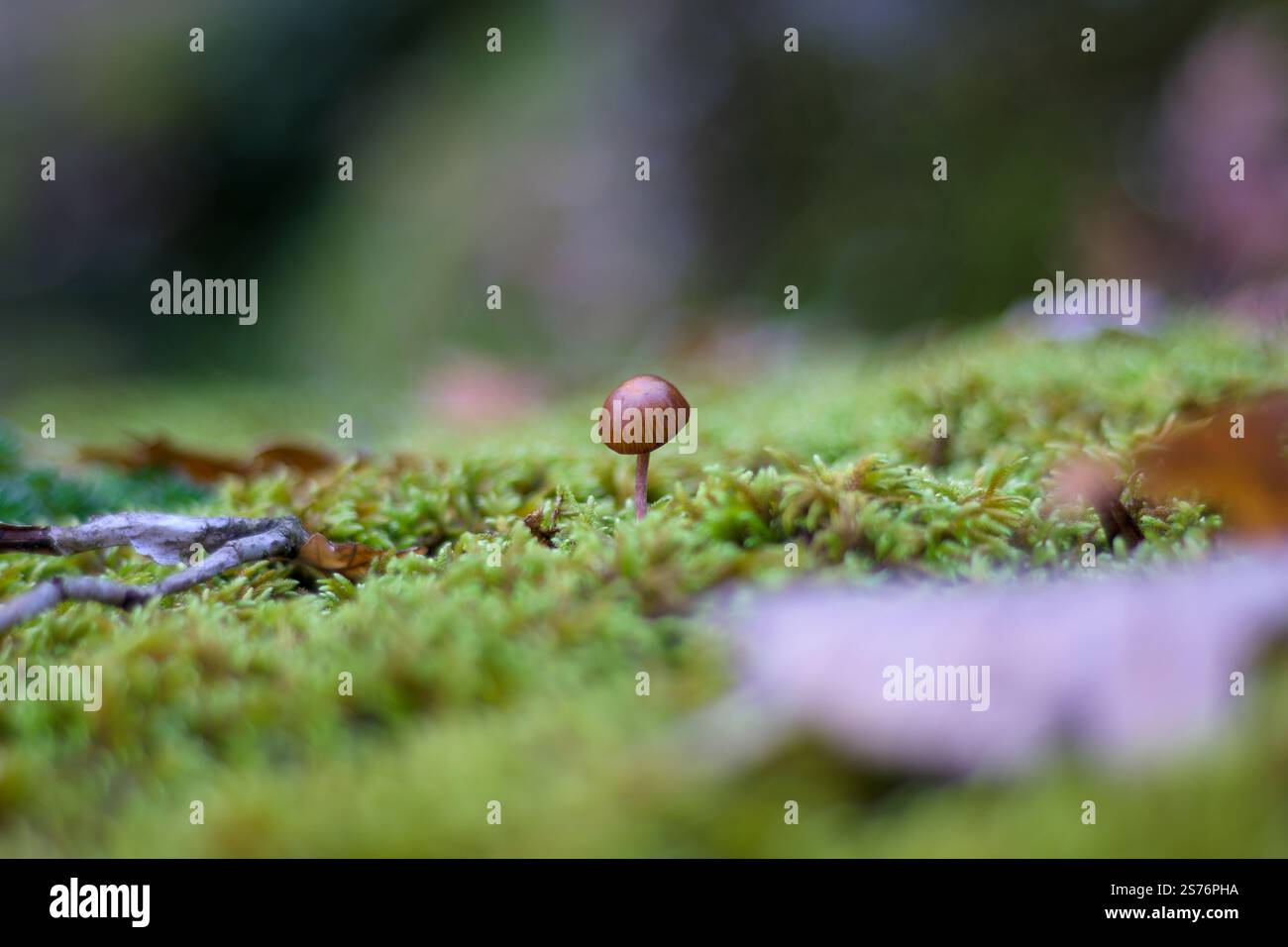 Galerina marginata small deadly poisonous mushroom growing in moss ...