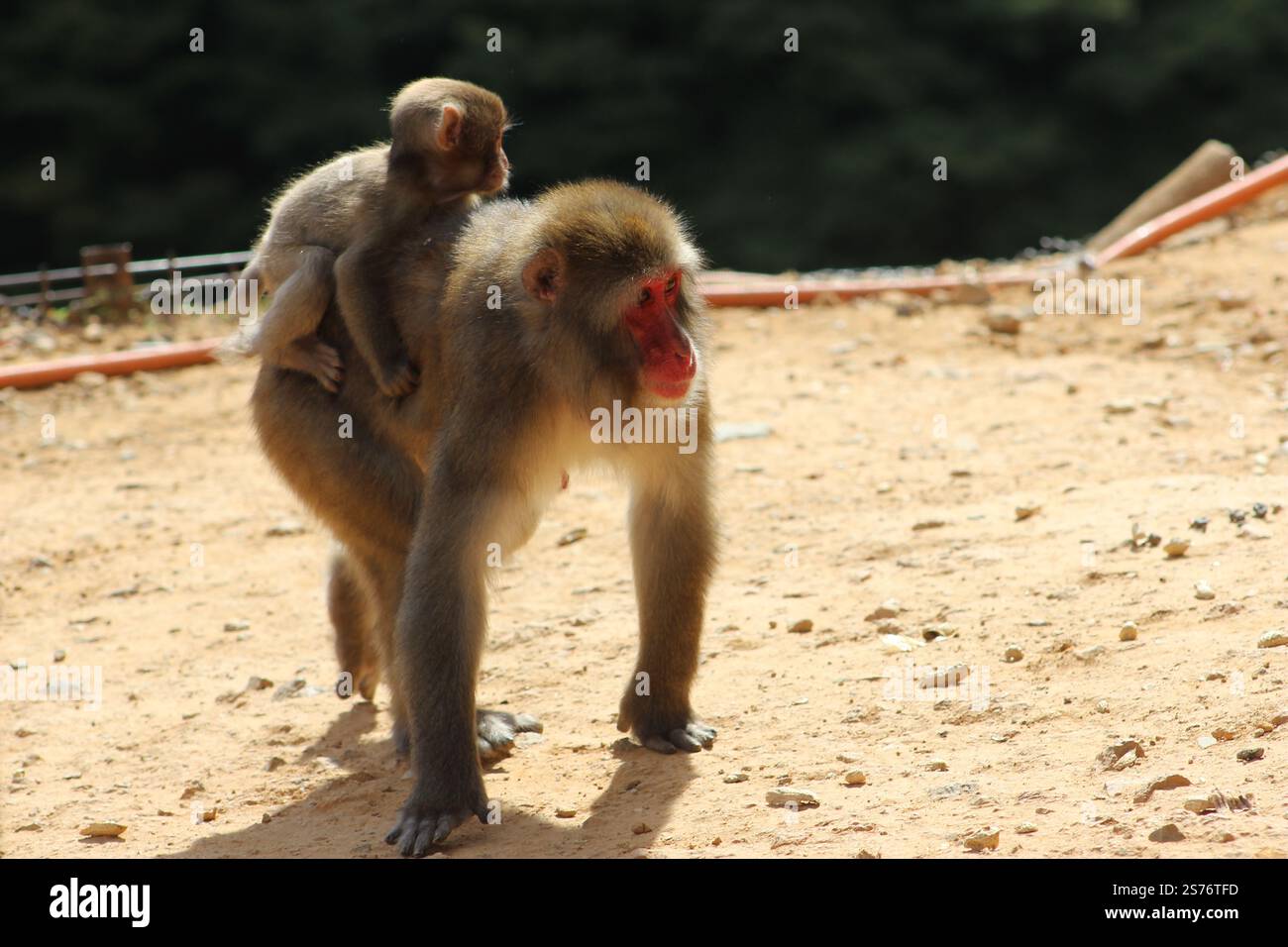Japanese Monkeys at Iwatayama Monkey Park in Arashiyama, Kyoto, Japan ...