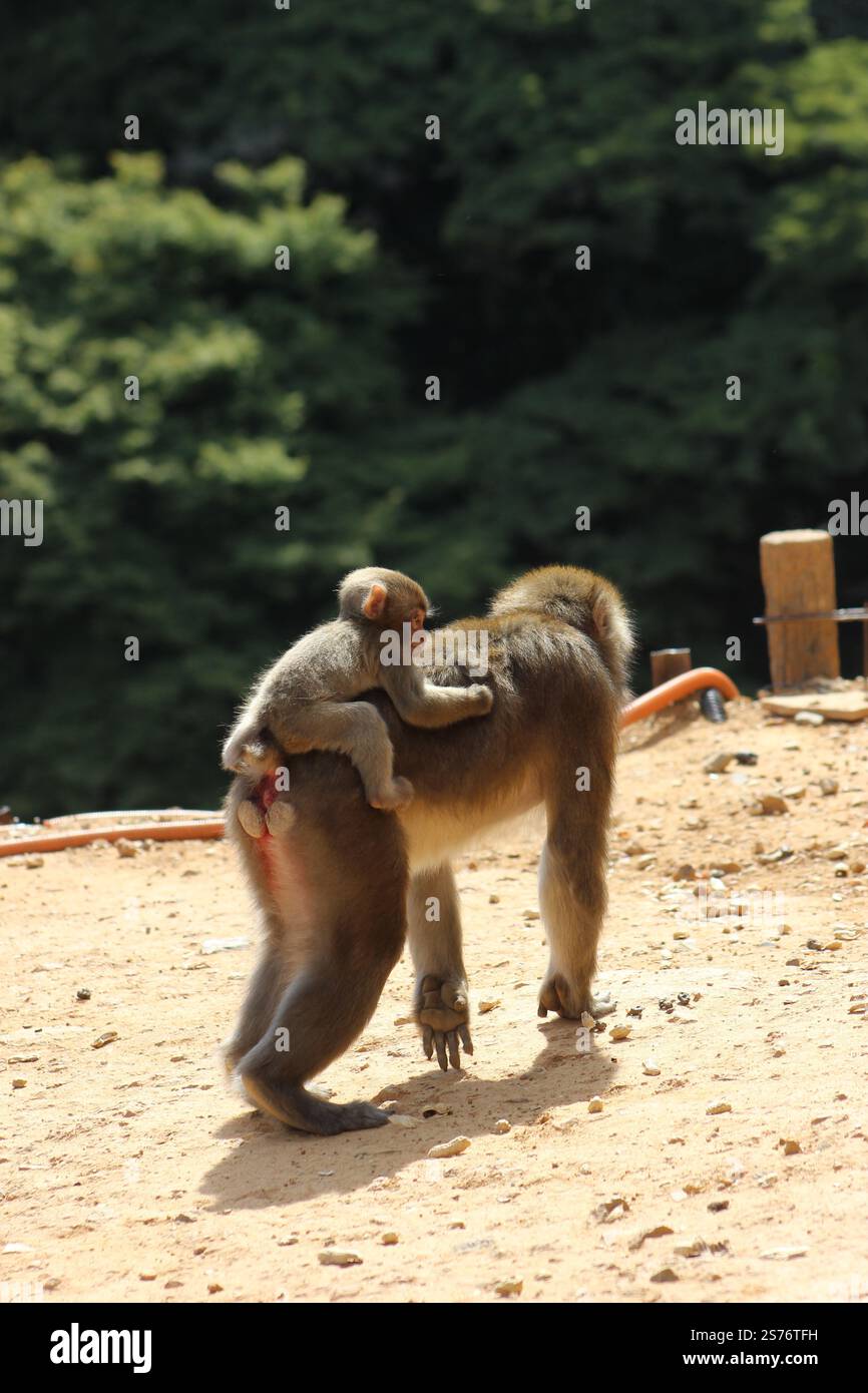 Japanese Monkeys at Iwatayama Monkey Park in Arashiyama, Kyoto, Japan Stock Photo - Alamy