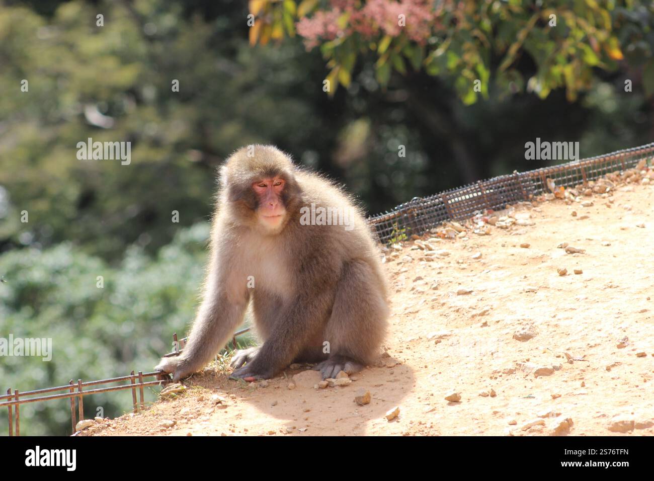Japanese Monkeys at Iwatayama Monkey Park in Arashiyama, Kyoto, Japan Stock Photo - Alamy