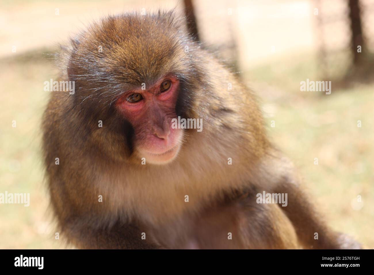 Japanese Monkeys at Iwatayama Monkey Park in Arashiyama, Kyoto, Japan ...