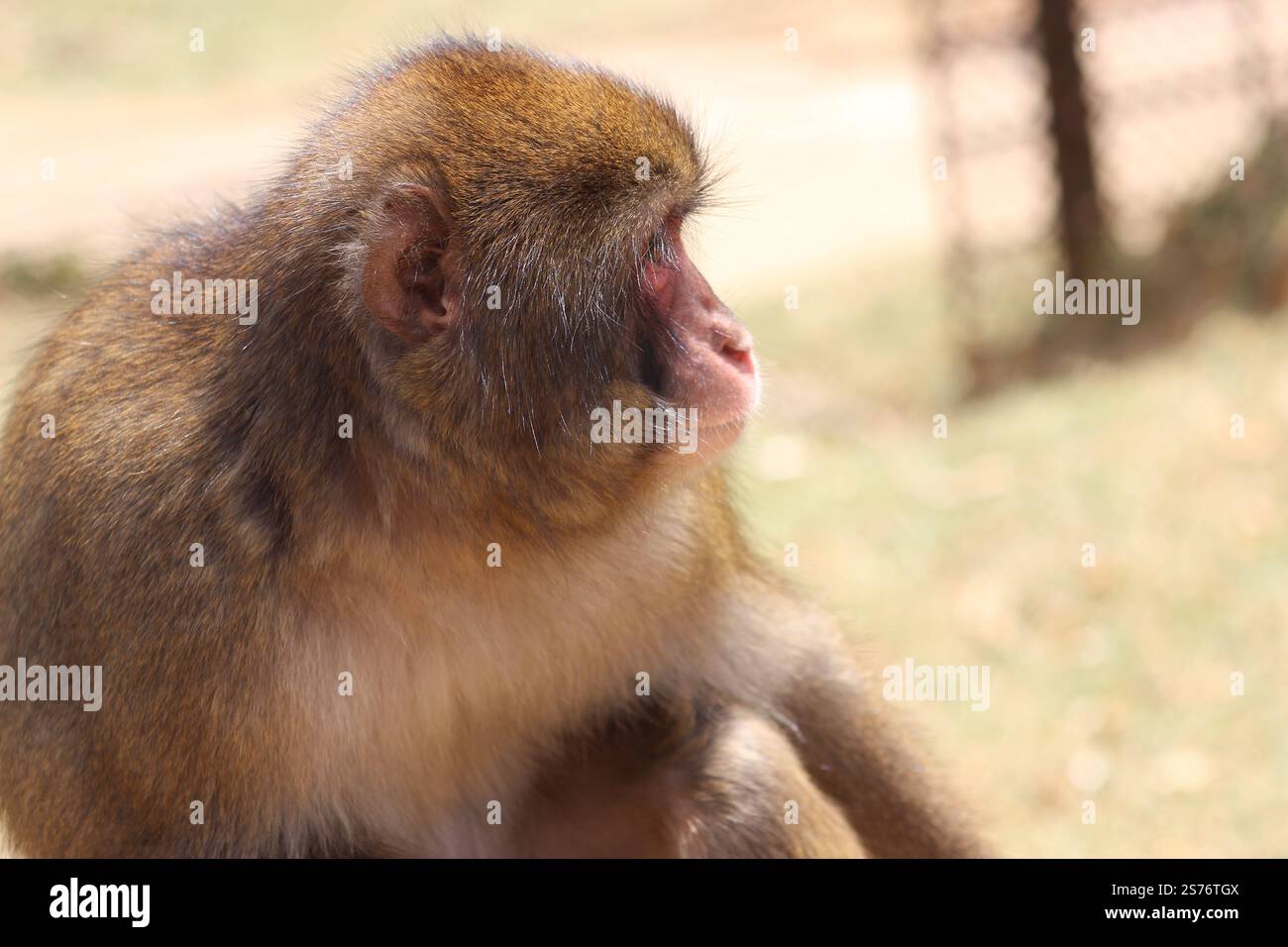 Japanese Monkeys at Iwatayama Monkey Park in Arashiyama, Kyoto, Japan ...