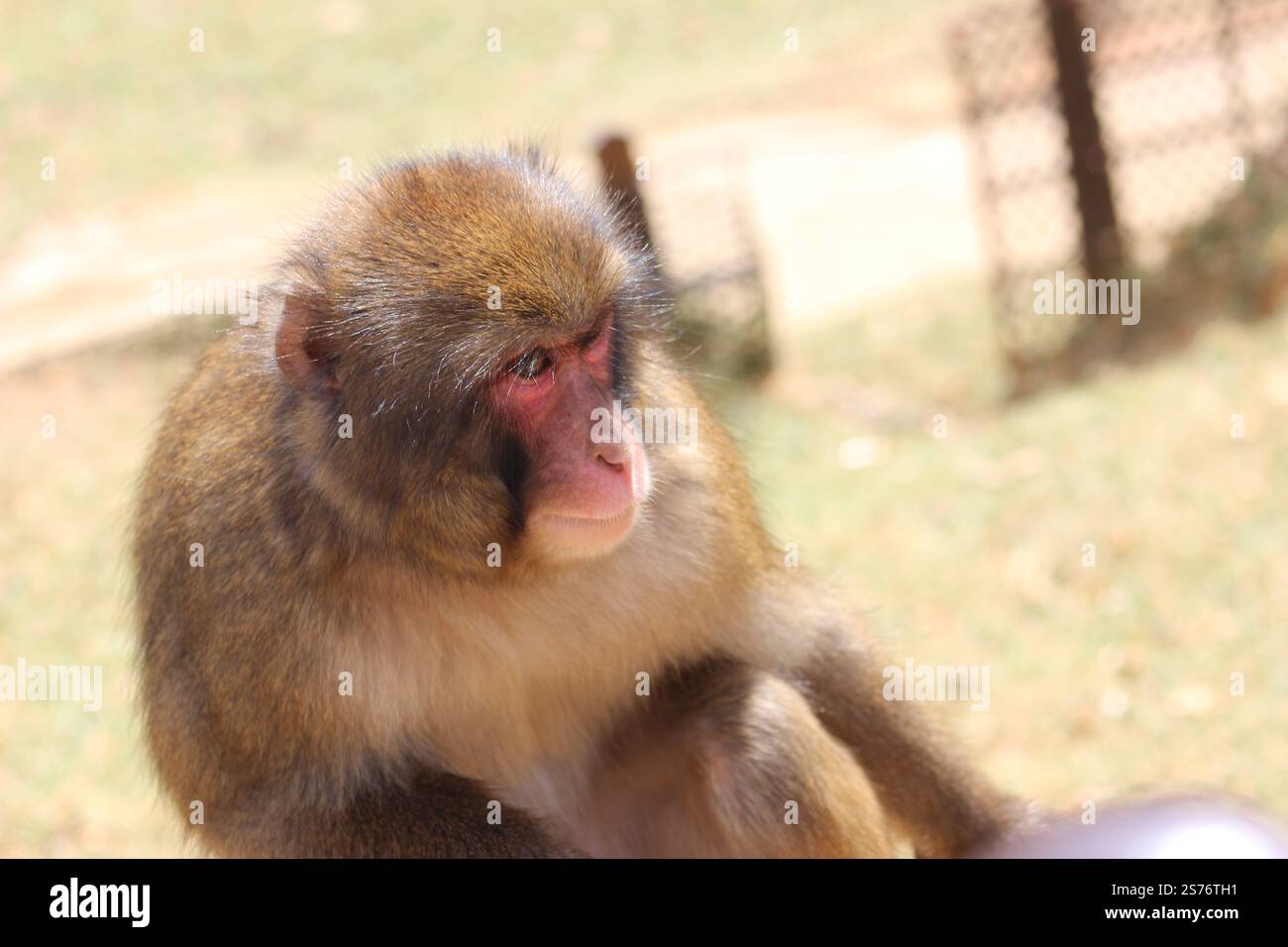 Japanese Monkeys at Iwatayama Monkey Park in Arashiyama, Kyoto, Japan ...