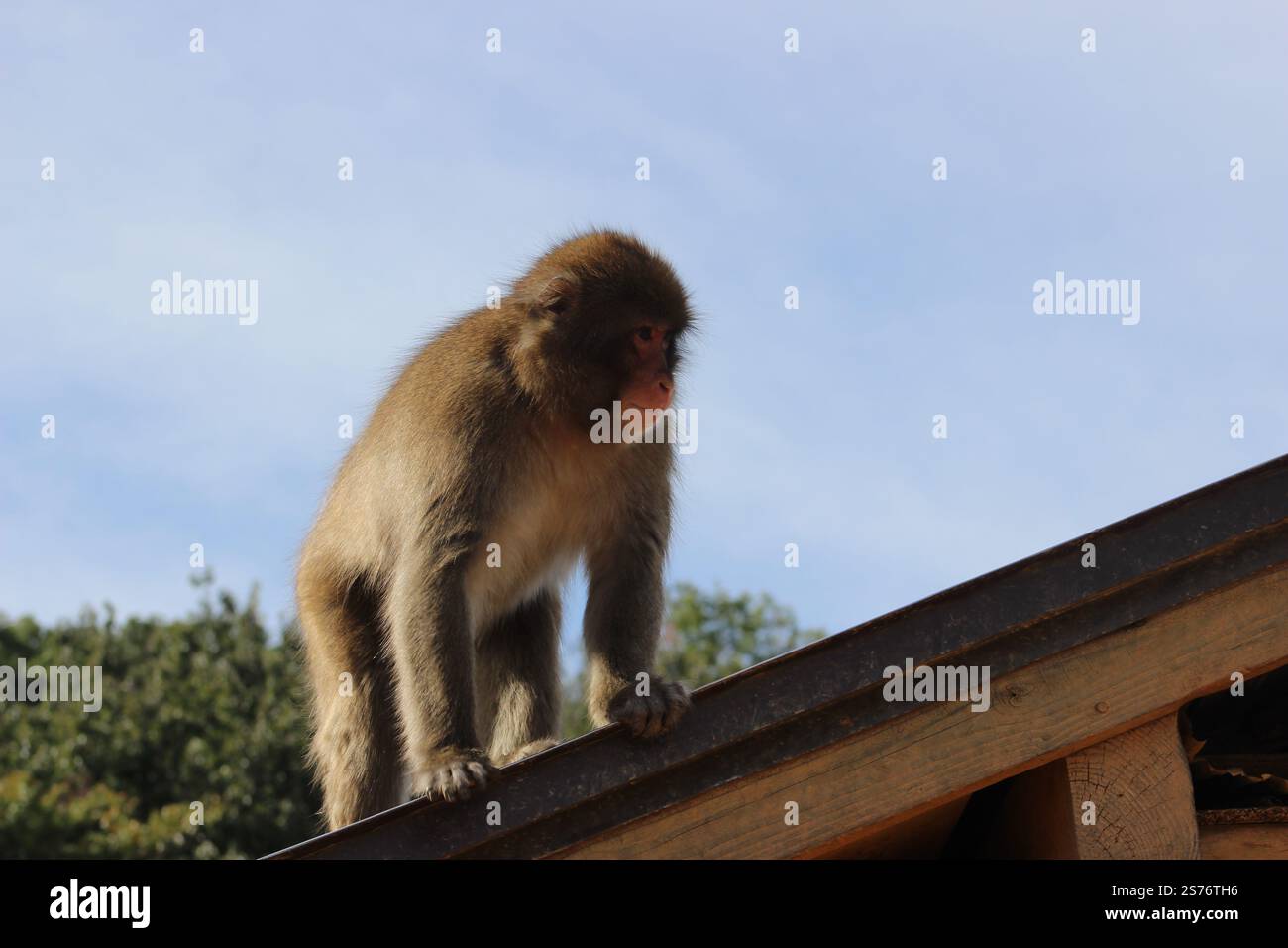 Japanese Monkeys at Iwatayama Monkey Park in Arashiyama, Kyoto, Japan ...