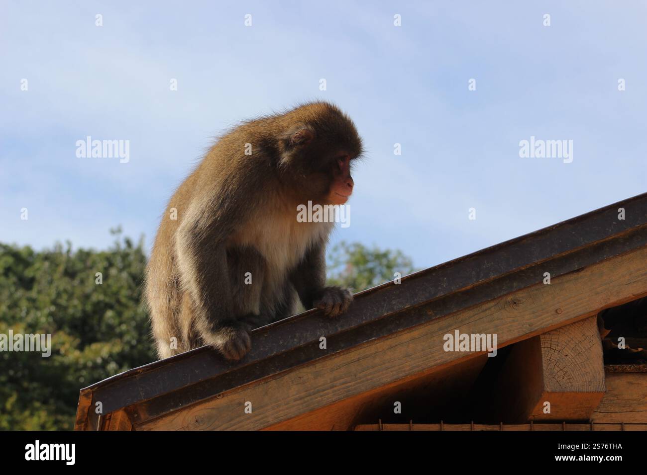 Japanese Monkeys at Iwatayama Monkey Park in Arashiyama, Kyoto, Japan ...
