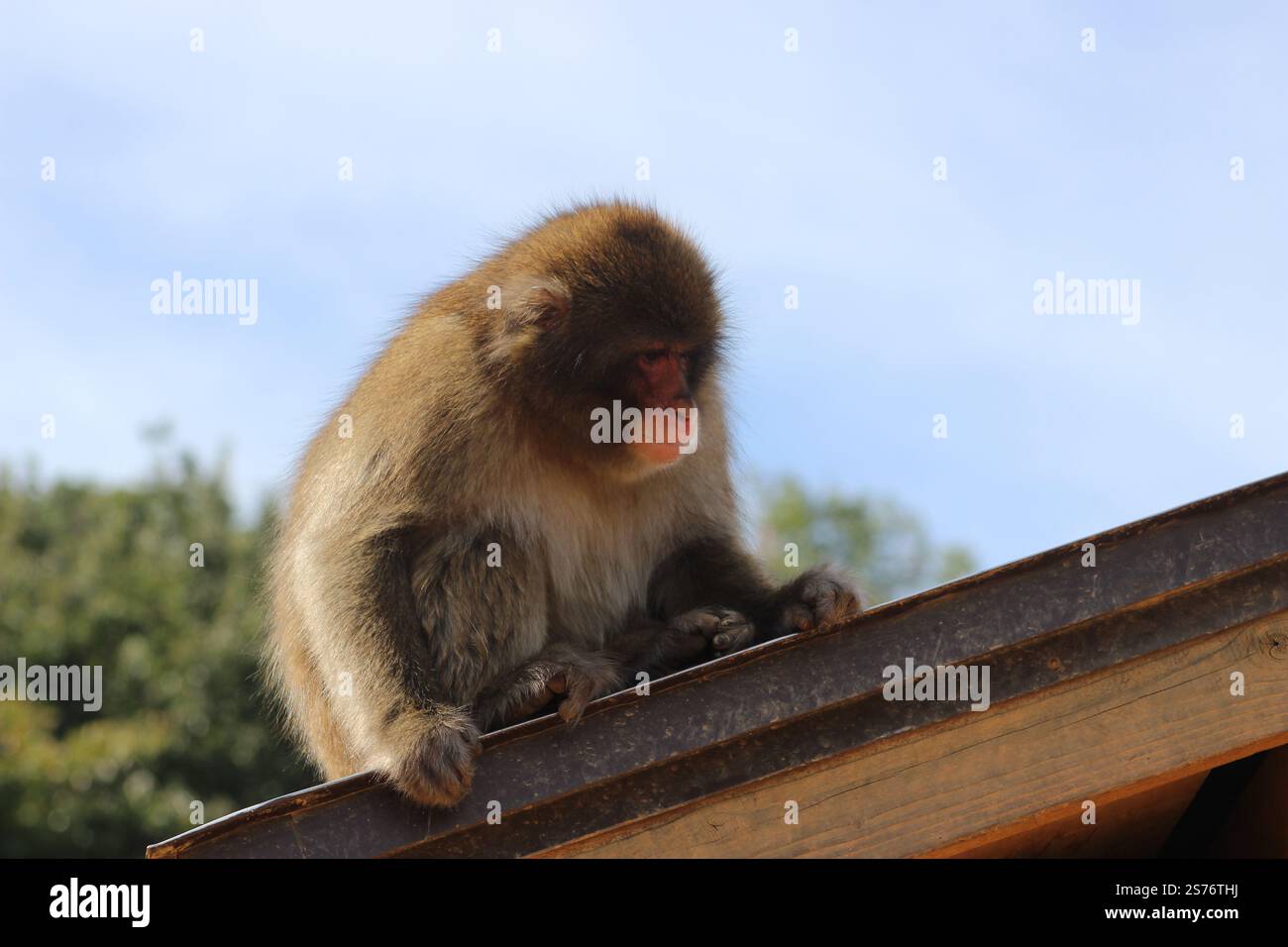 Japanese Monkeys at Iwatayama Monkey Park in Arashiyama, Kyoto, Japan ...