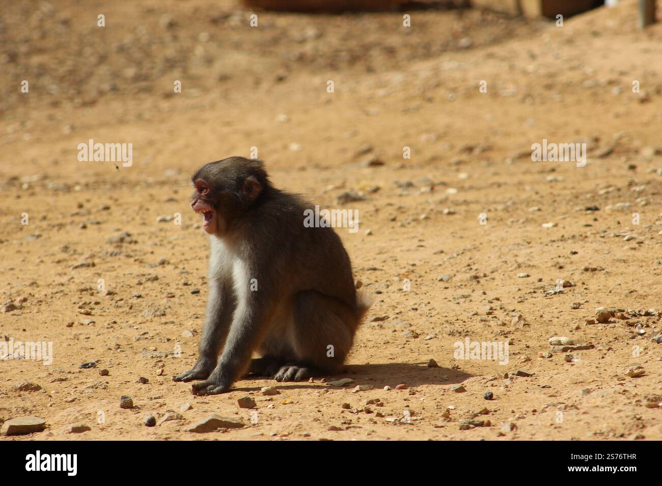 Japanese Monkeys at Iwatayama Monkey Park in Arashiyama, Kyoto, Japan ...