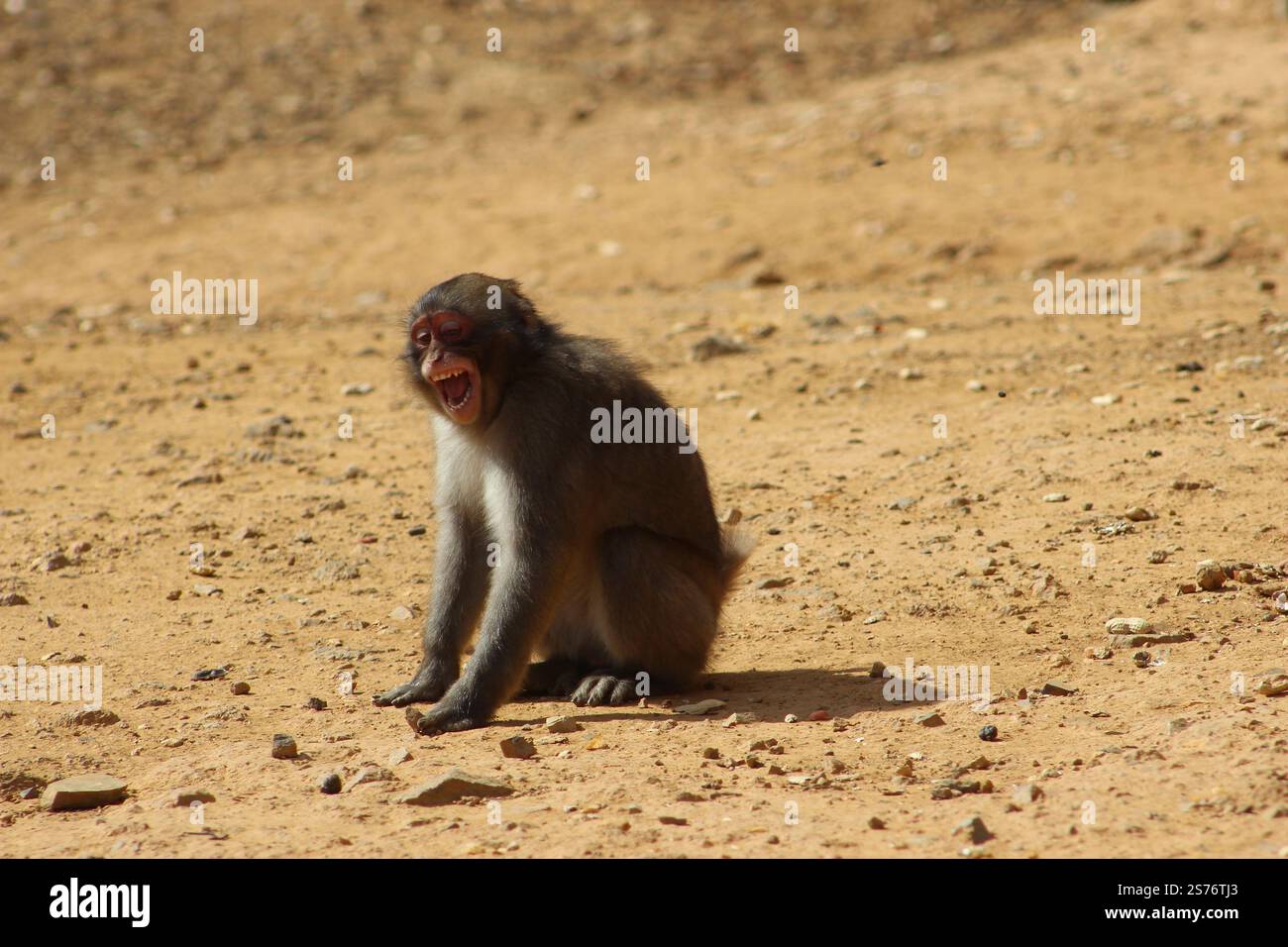 Japanese Monkeys at Iwatayama Monkey Park in Arashiyama, Kyoto, Japan ...