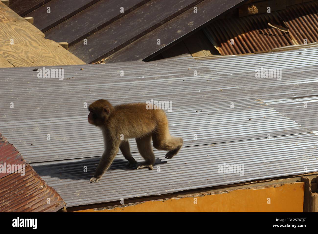 Japanese Monkeys at Iwatayama Monkey Park in Arashiyama, Kyoto, Japan ...