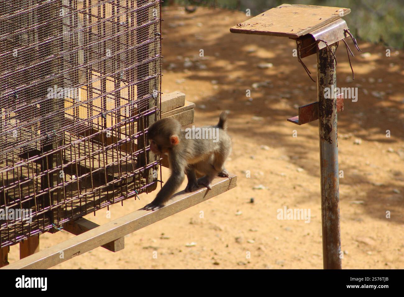 Japanese Monkeys at Iwatayama Monkey Park in Arashiyama, Kyoto, Japan ...