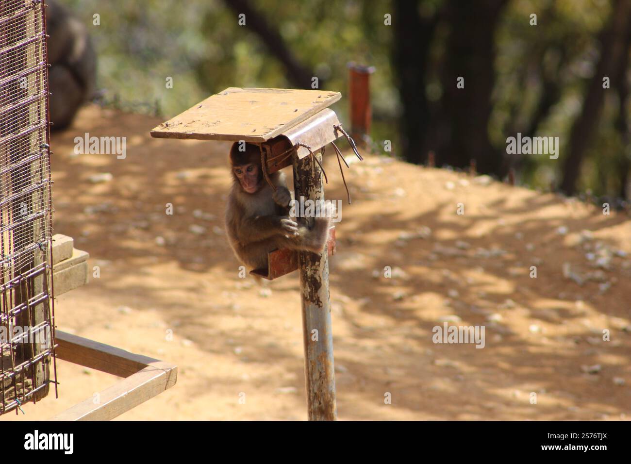 Japanese Monkeys at Iwatayama Monkey Park in Arashiyama, Kyoto, Japan ...