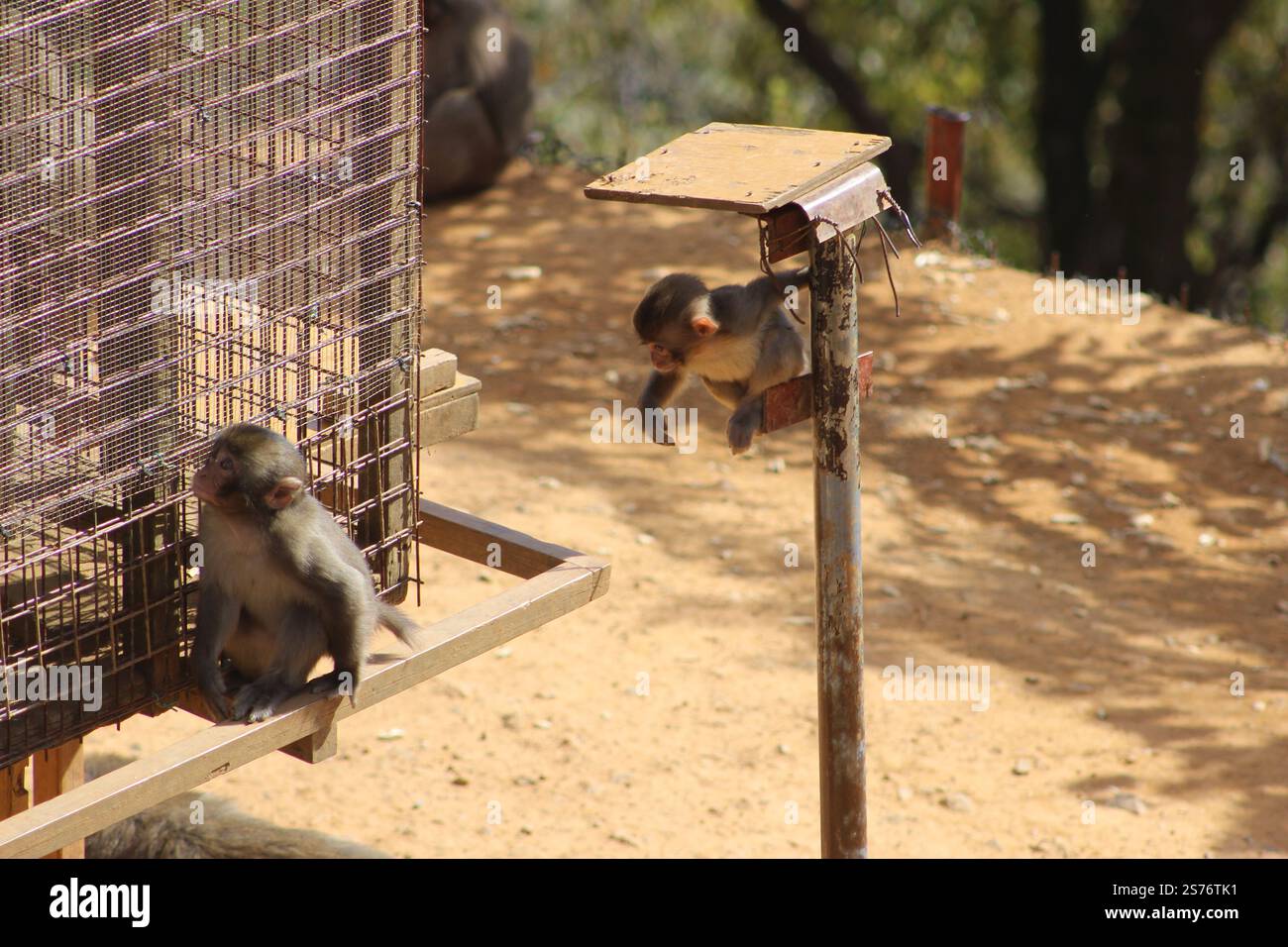 Japanese Monkeys at Iwatayama Monkey Park in Arashiyama, Kyoto, Japan ...
