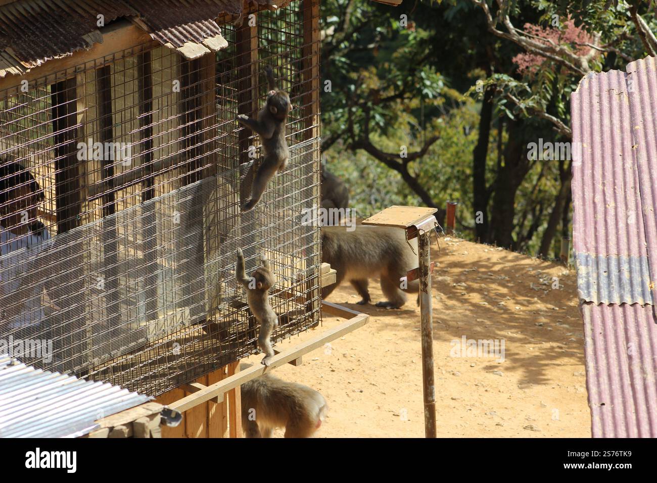 Japanese Monkeys at Iwatayama Monkey Park in Arashiyama, Kyoto, Japan ...