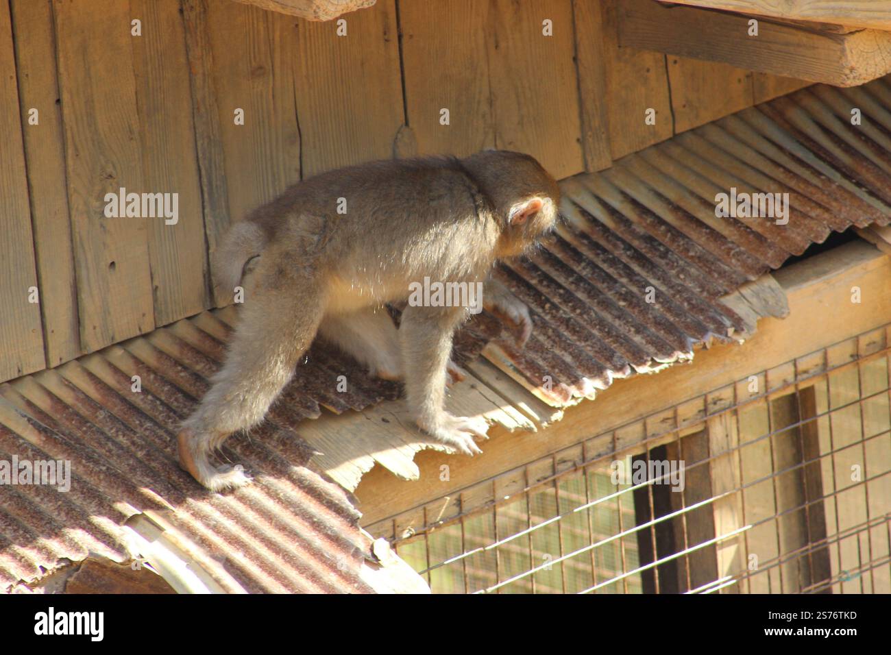 Japanese Monkeys at Iwatayama Monkey Park in Arashiyama, Kyoto, Japan ...