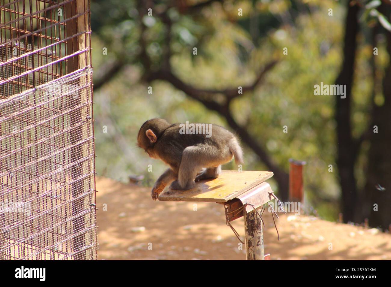 Japanese Monkeys at Iwatayama Monkey Park in Arashiyama, Kyoto, Japan ...