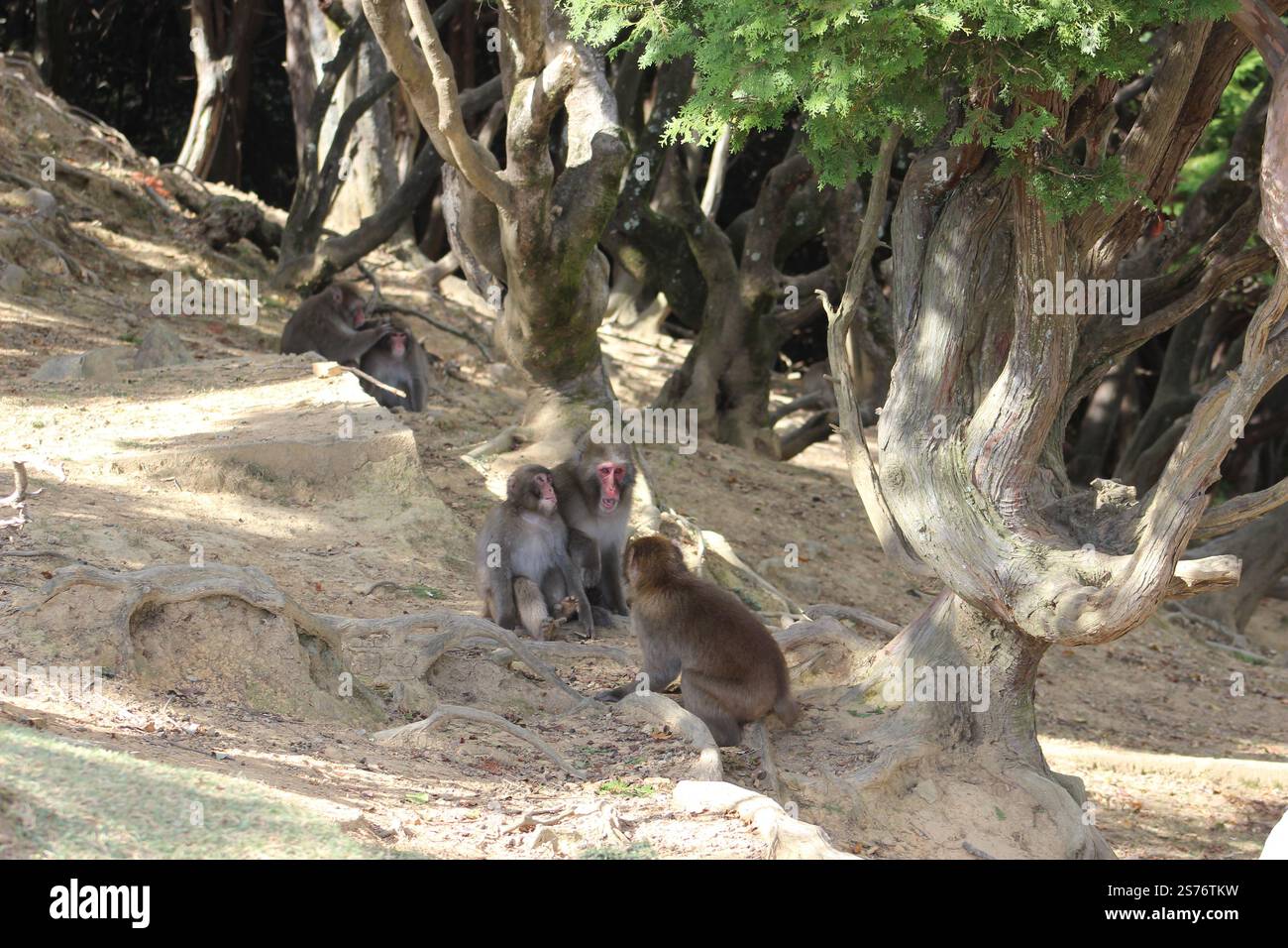 Japanese Monkeys at Iwatayama Monkey Park in Arashiyama, Kyoto, Japan ...