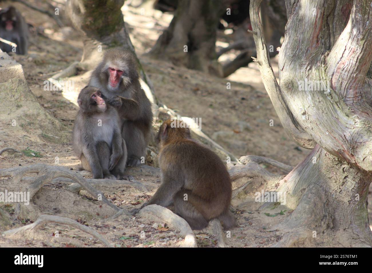 Japanese Monkeys at Iwatayama Monkey Park in Arashiyama, Kyoto, Japan ...
