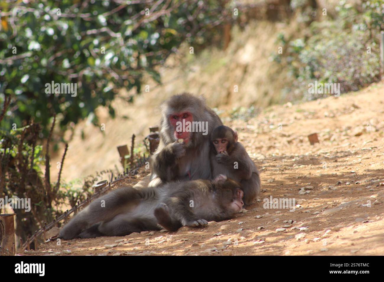 Japanese Monkeys at Iwatayama Monkey Park in Arashiyama, Kyoto, Japan ...