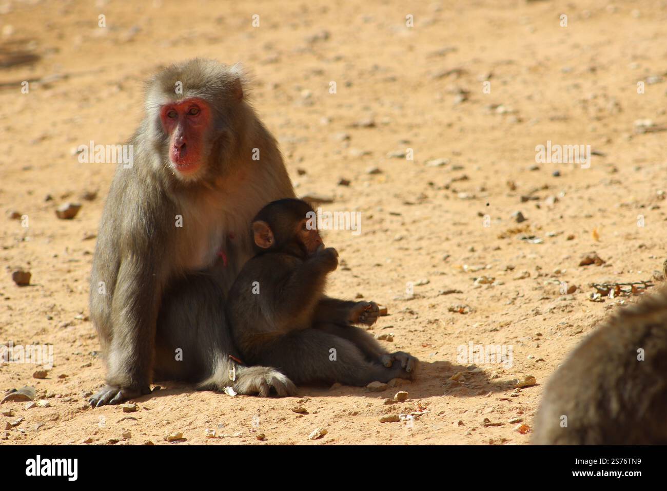Japanese Monkeys at Iwatayama Monkey Park in Arashiyama, Kyoto, Japan ...