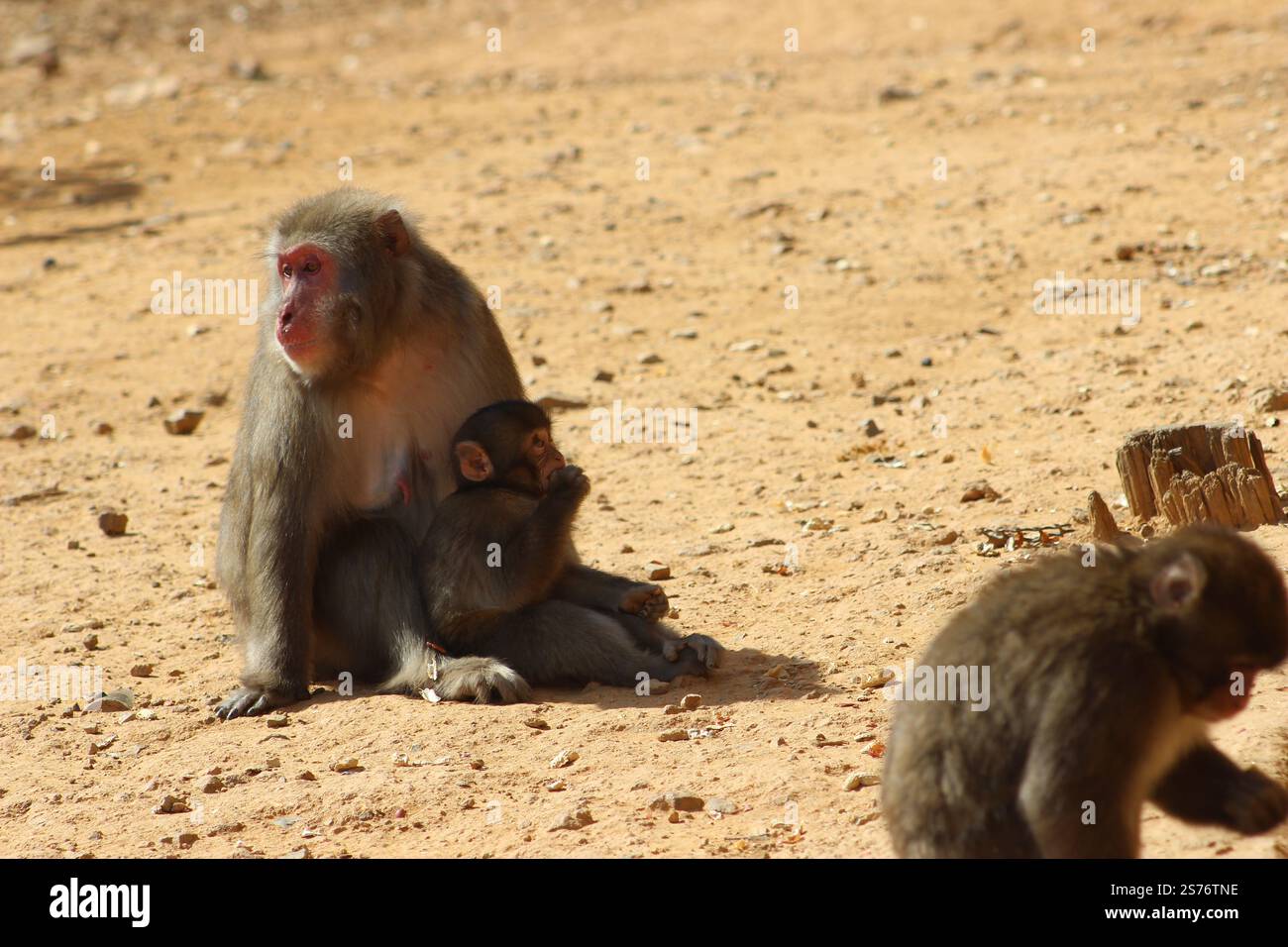 Japanese Monkeys at Iwatayama Monkey Park in Arashiyama, Kyoto, Japan ...