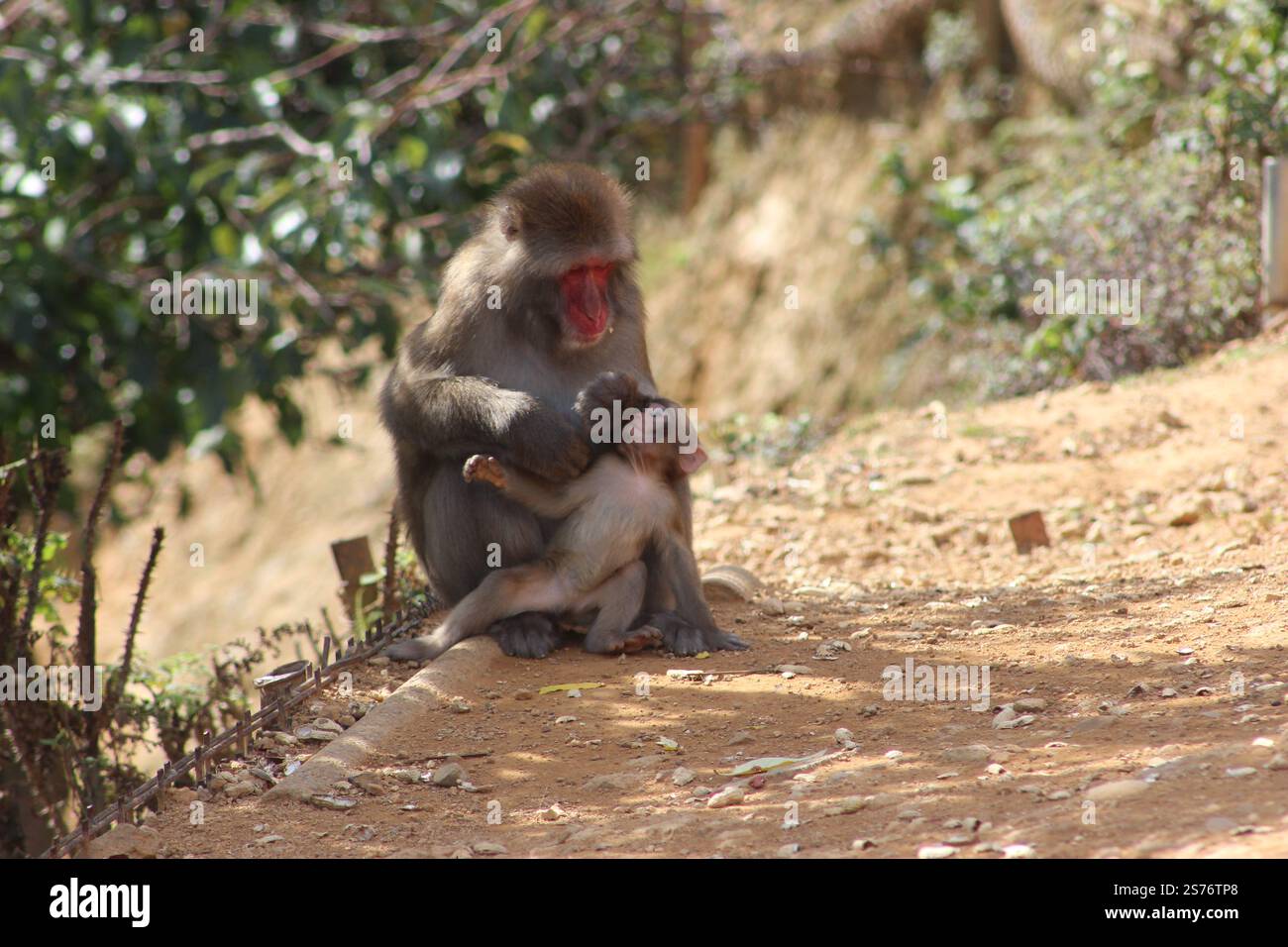 Japanese Monkeys at Iwatayama Monkey Park in Arashiyama, Kyoto, Japan ...