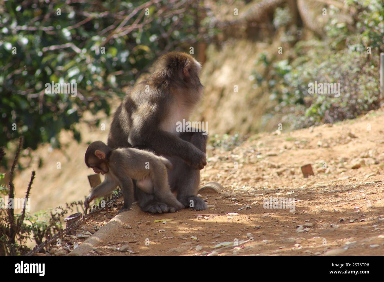 Japanese Monkeys at Iwatayama Monkey Park in Arashiyama, Kyoto, Japan ...