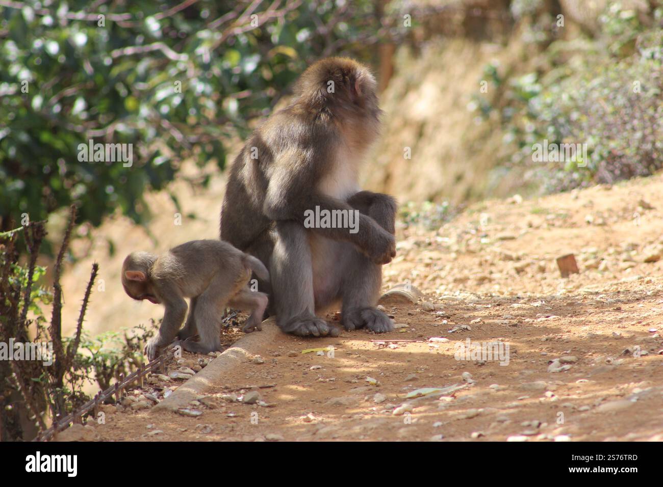 Japanese Monkeys at Iwatayama Monkey Park in Arashiyama, Kyoto, Japan ...