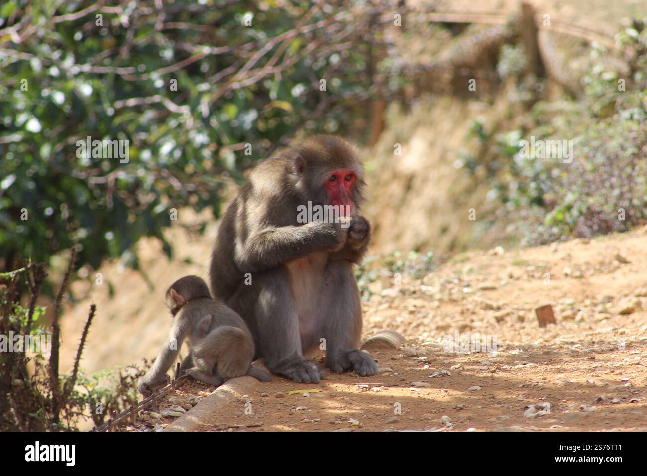 Japanese Monkeys at Iwatayama Monkey Park in Arashiyama, Kyoto, Japan ...