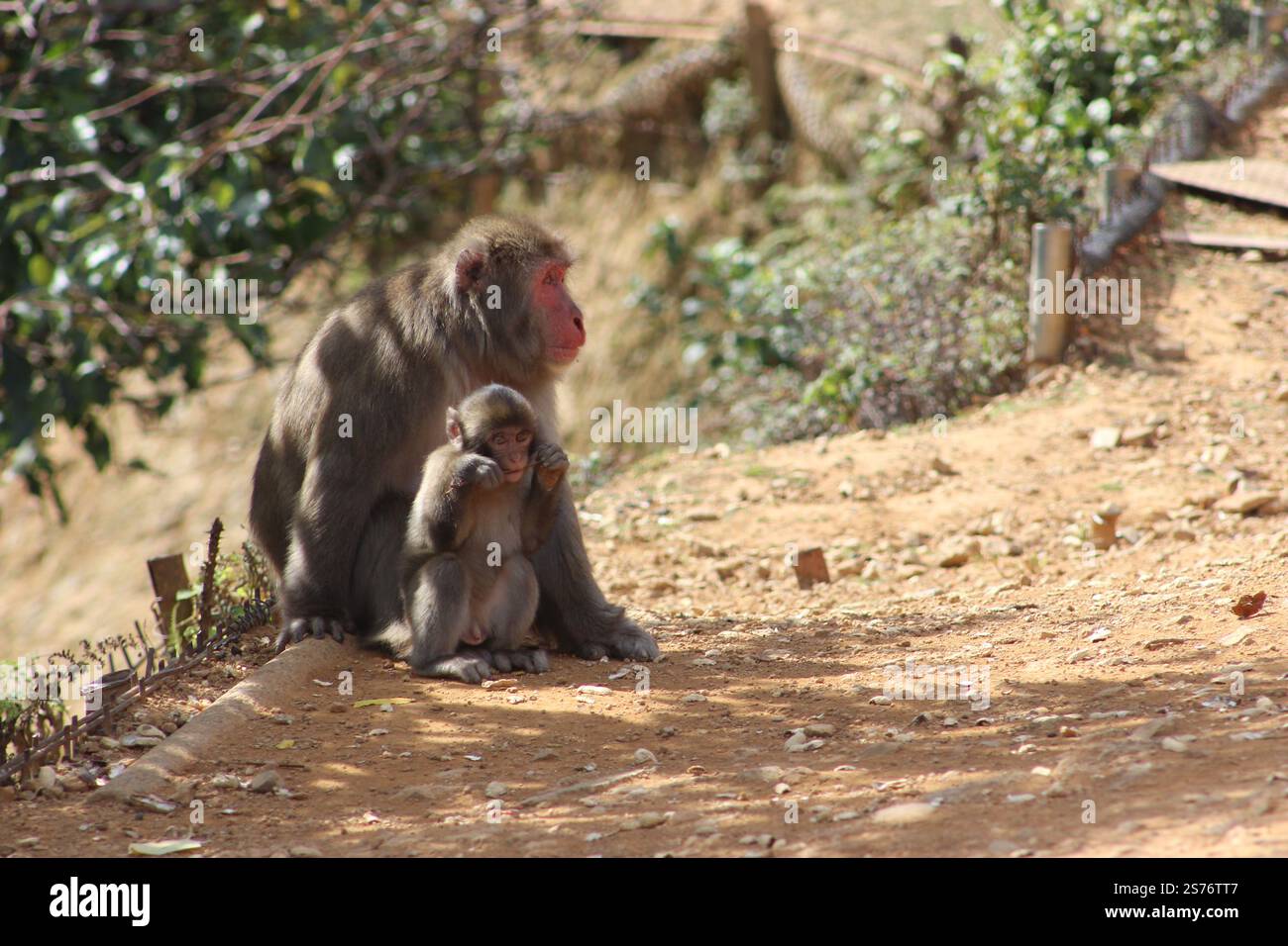 Japanese Monkeys at Iwatayama Monkey Park in Arashiyama, Kyoto, Japan Stock Photo - Alamy