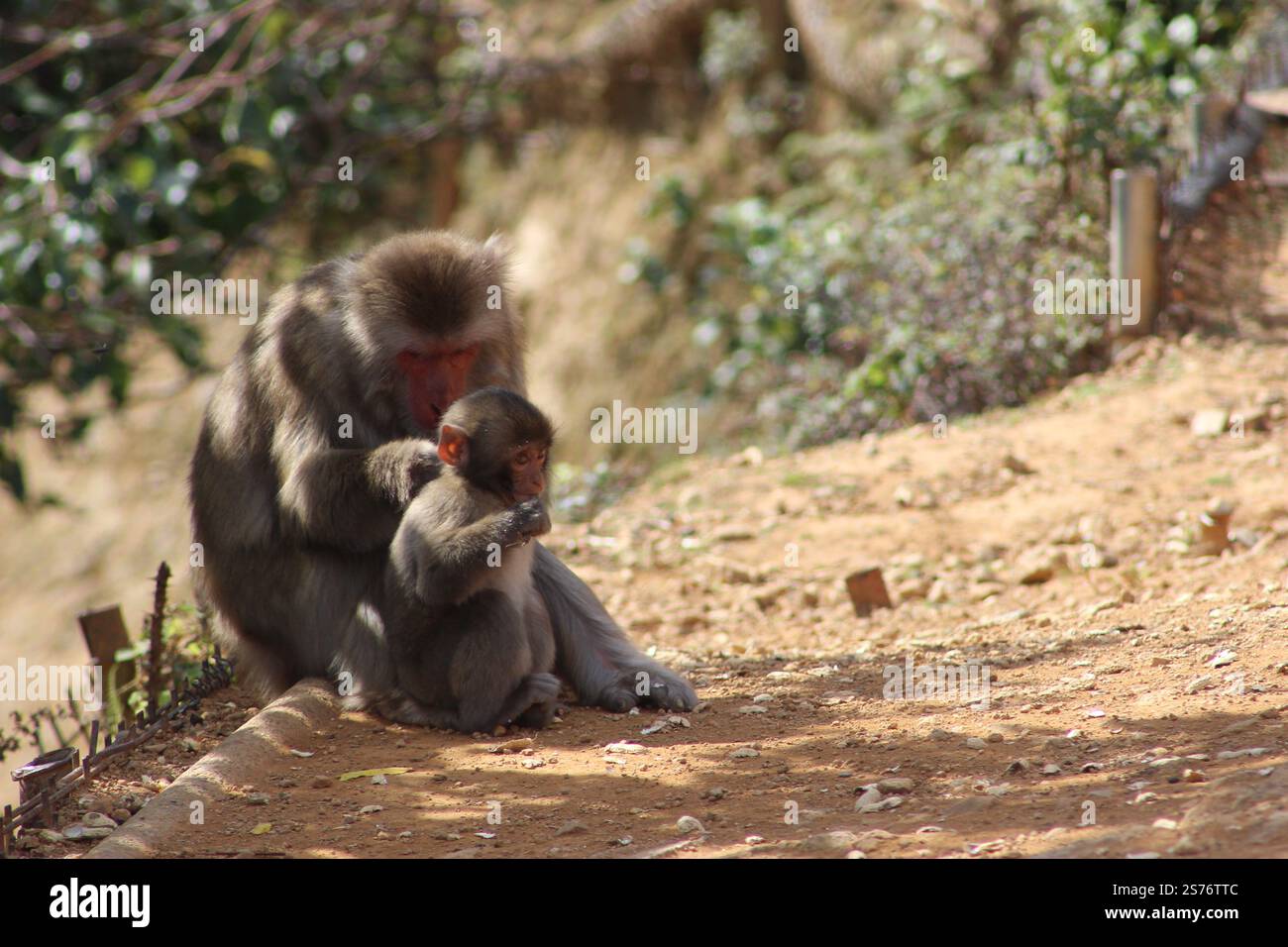 Japanese Monkeys at Iwatayama Monkey Park in Arashiyama, Kyoto, Japan Stock Photo - Alamy