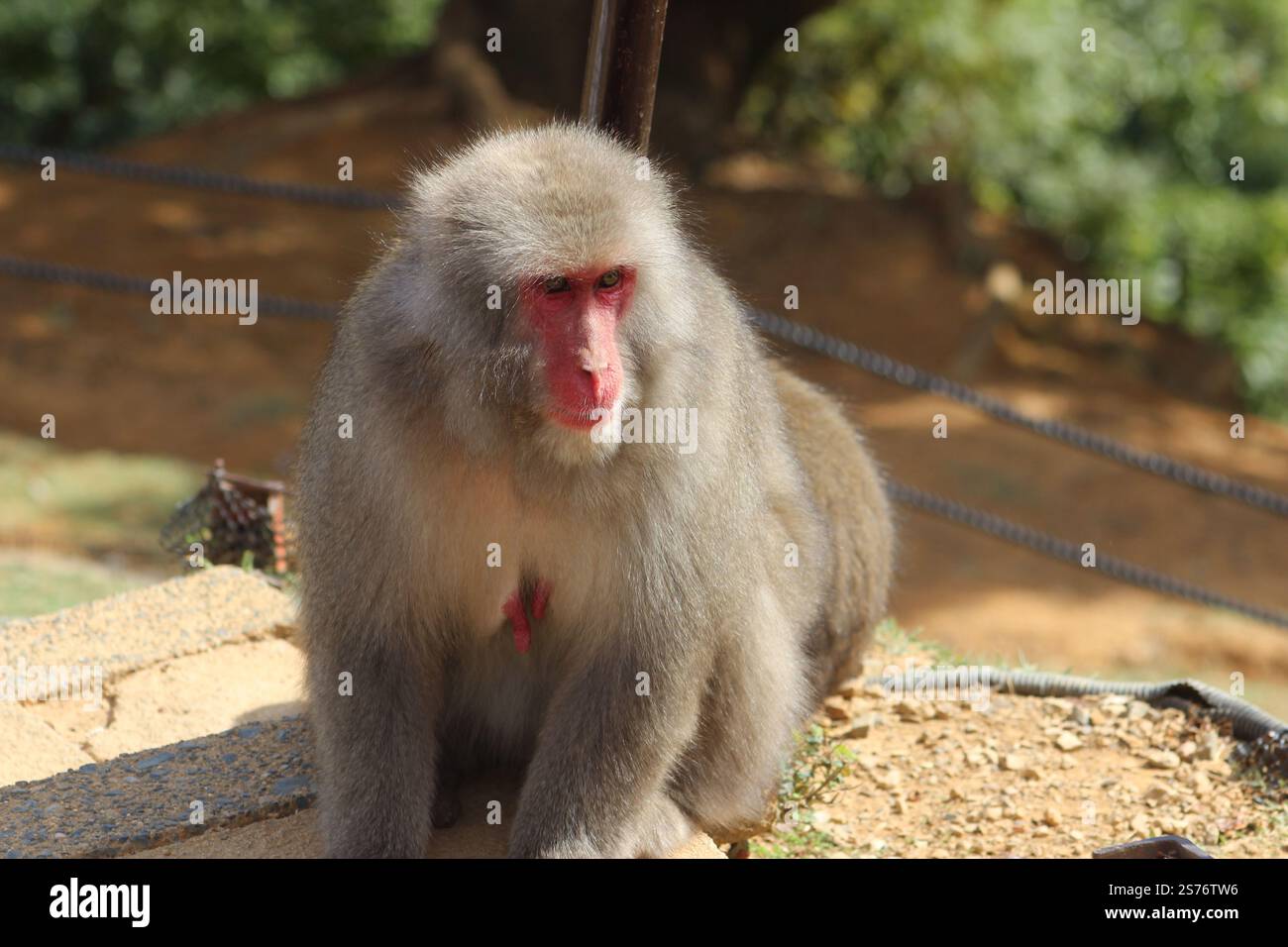Japanese Monkeys at Iwatayama Monkey Park in Arashiyama, Kyoto, Japan ...