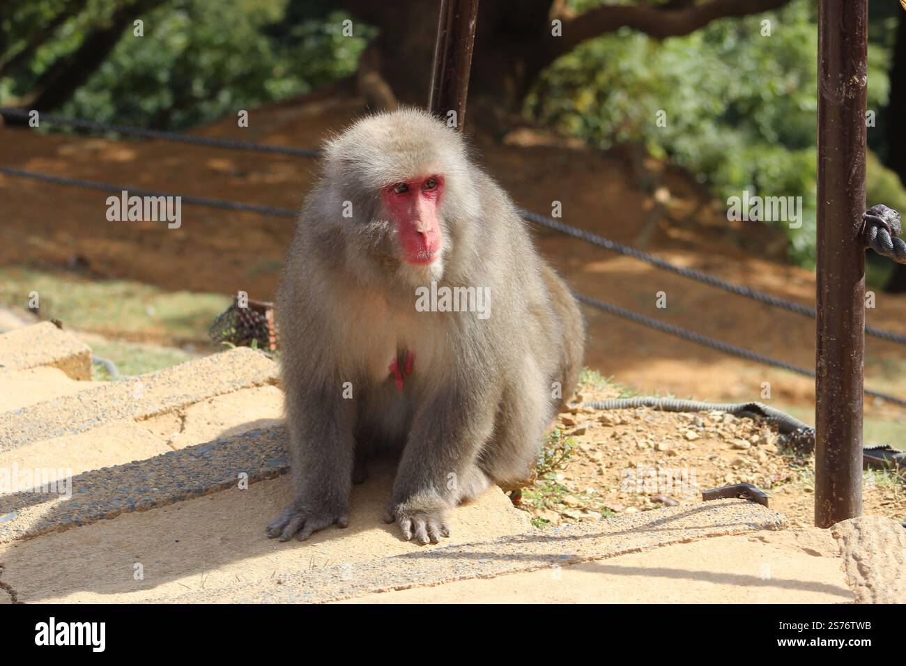 Japanese Monkeys at Iwatayama Monkey Park in Arashiyama, Kyoto, Japan ...