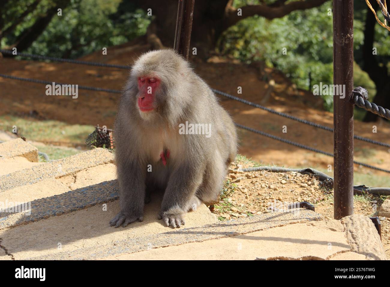 Japanese Monkeys at Iwatayama Monkey Park in Arashiyama, Kyoto, Japan Stock Photo - Alamy