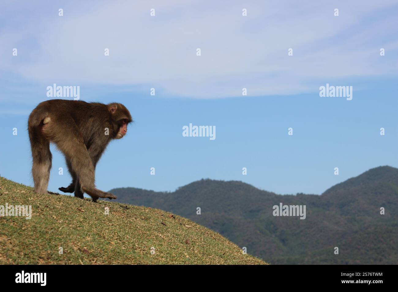 Japanese Monkeys at Iwatayama Monkey Park in Arashiyama, Kyoto, Japan ...