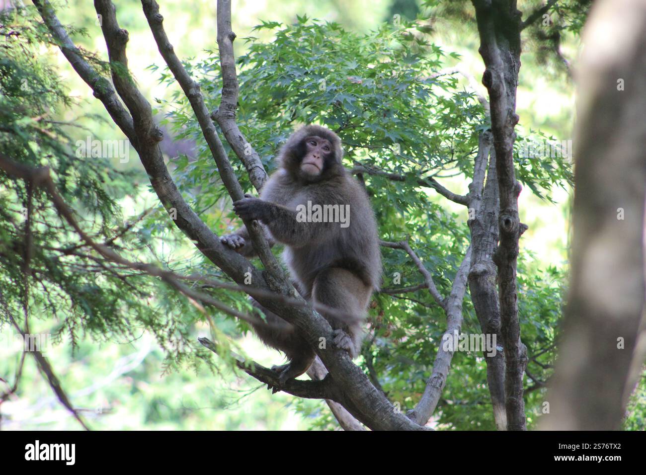 Japanese Monkeys at Iwatayama Monkey Park in Arashiyama, Kyoto, Japan ...