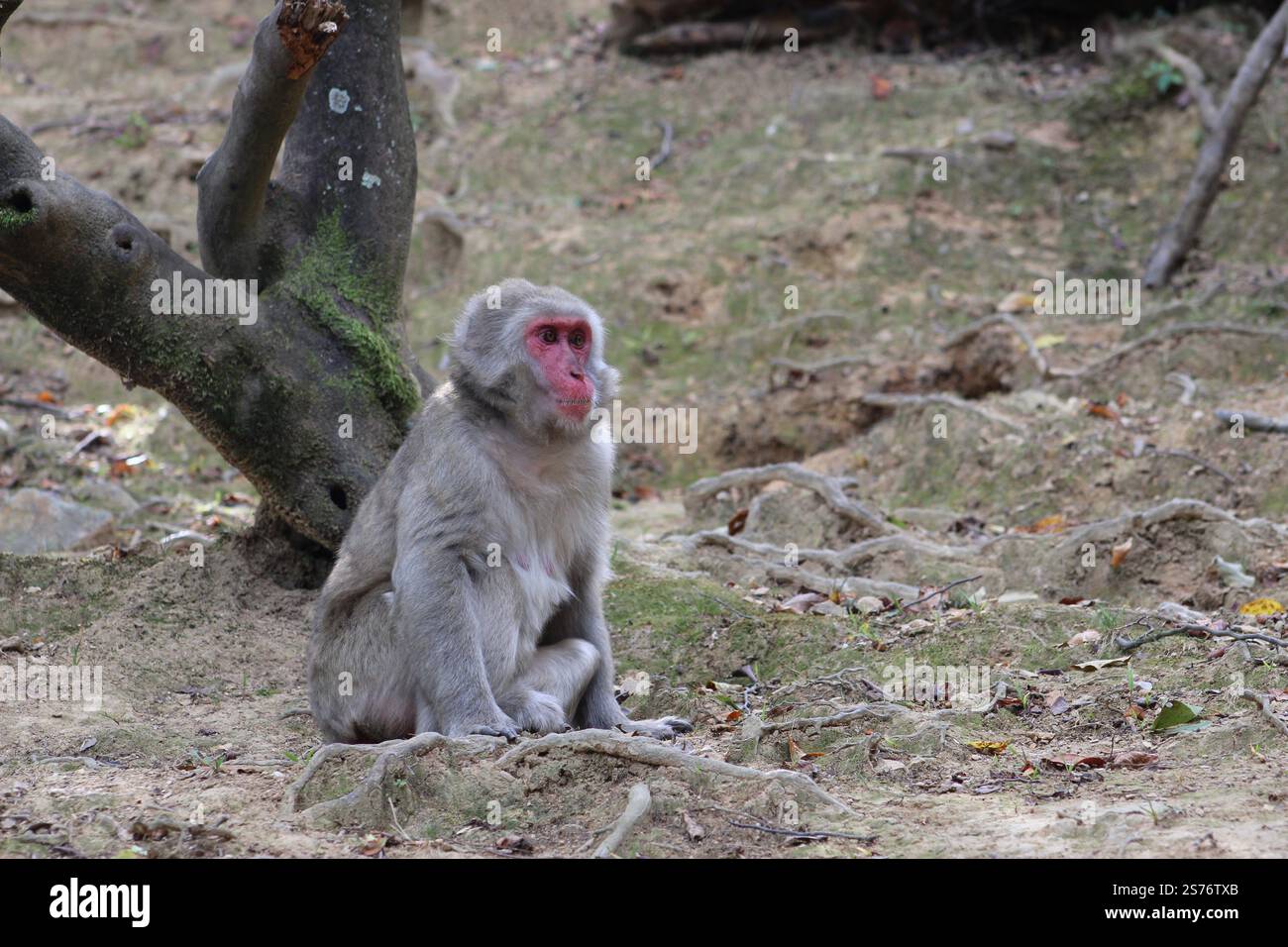 Japanese Monkeys at Iwatayama Monkey Park in Arashiyama, Kyoto, Japan ...