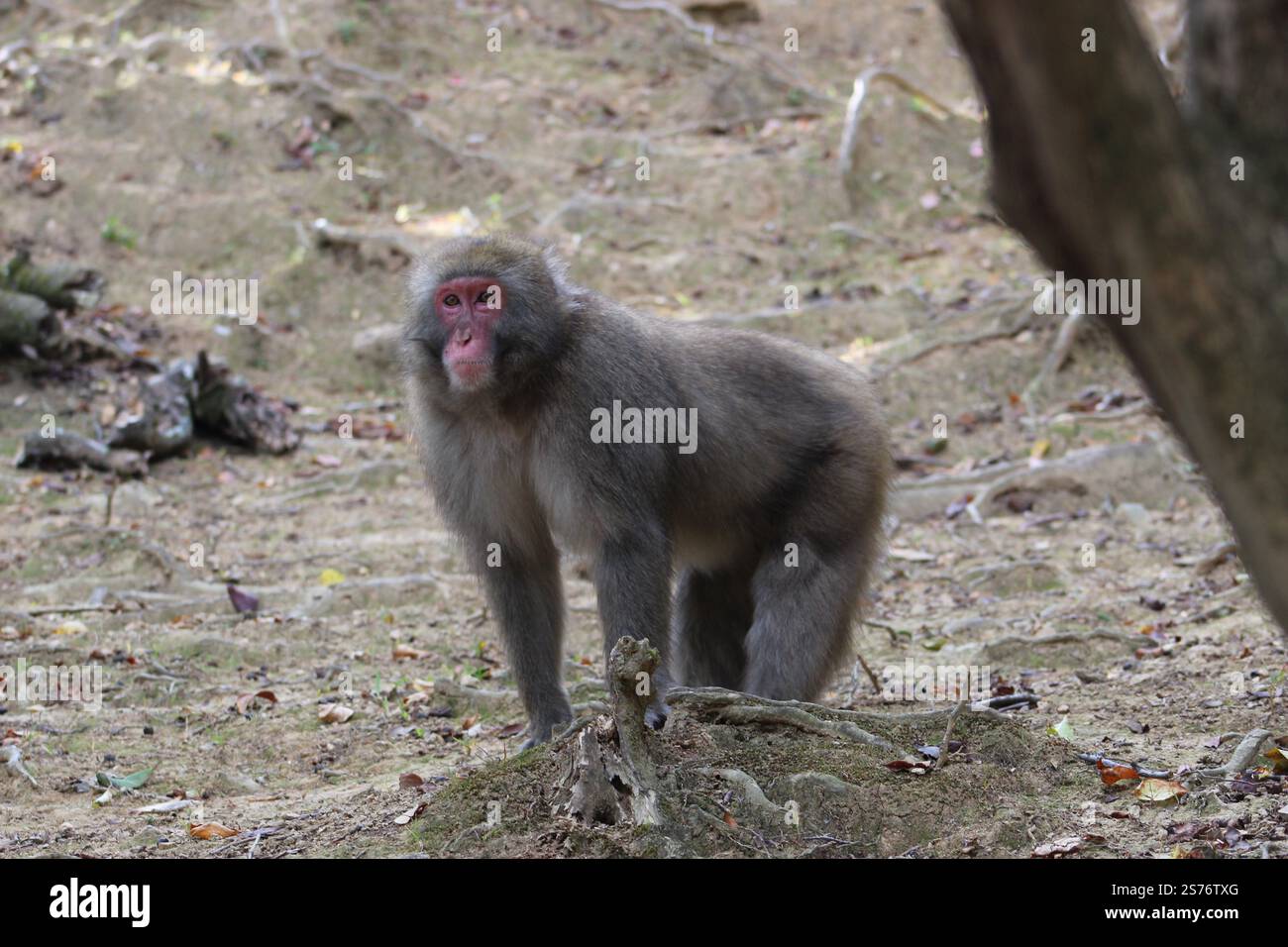 Japanese Monkeys at Iwatayama Monkey Park in Arashiyama, Kyoto, Japan ...
