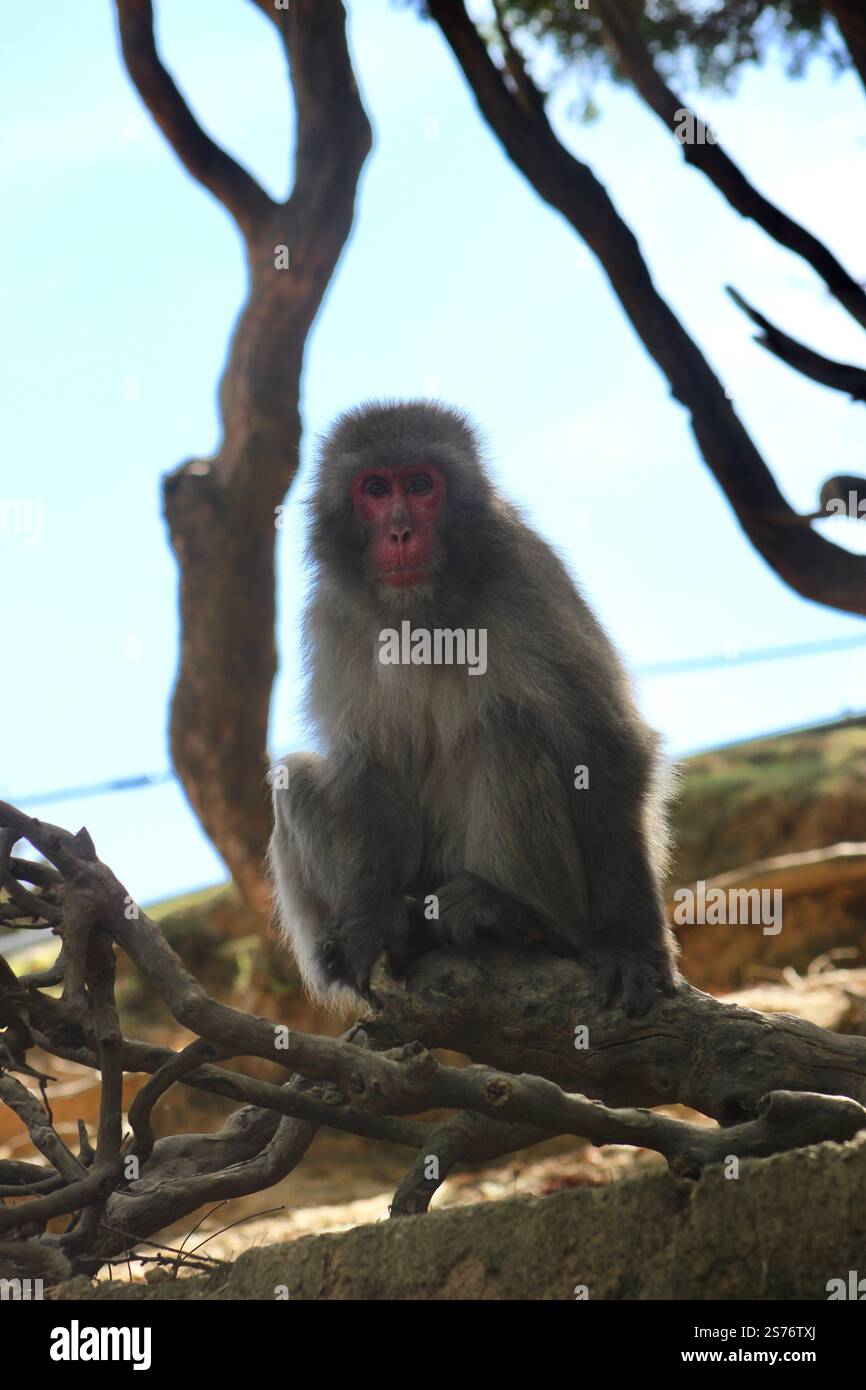 Japanese Monkeys at Iwatayama Monkey Park in Arashiyama, Kyoto, Japan ...