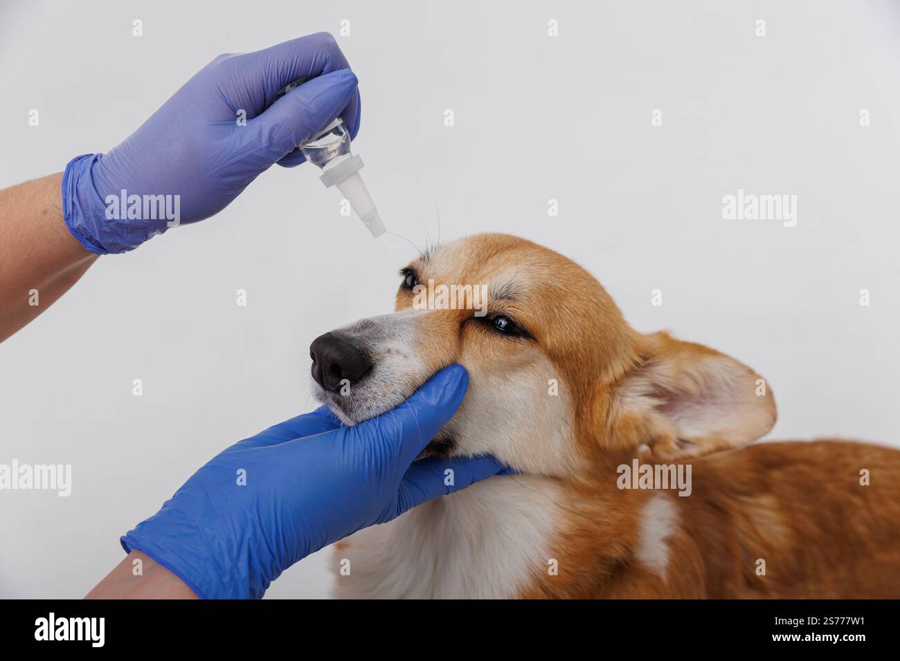 Corgi dog receiving eye drop treatment from a person wearing blue ...