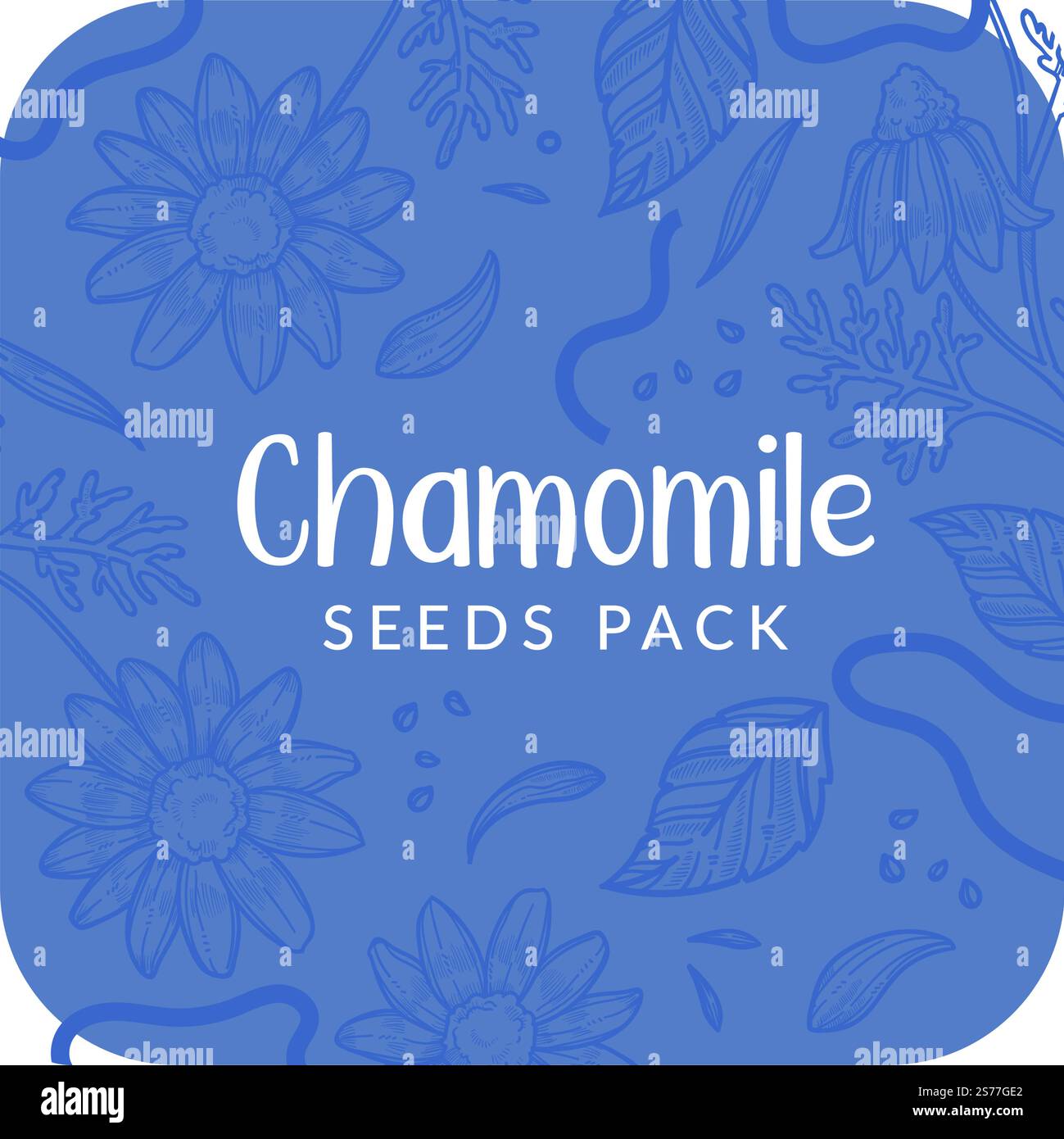 Chamomile seeds pack, growing flowers and producing at farm. Medical ...