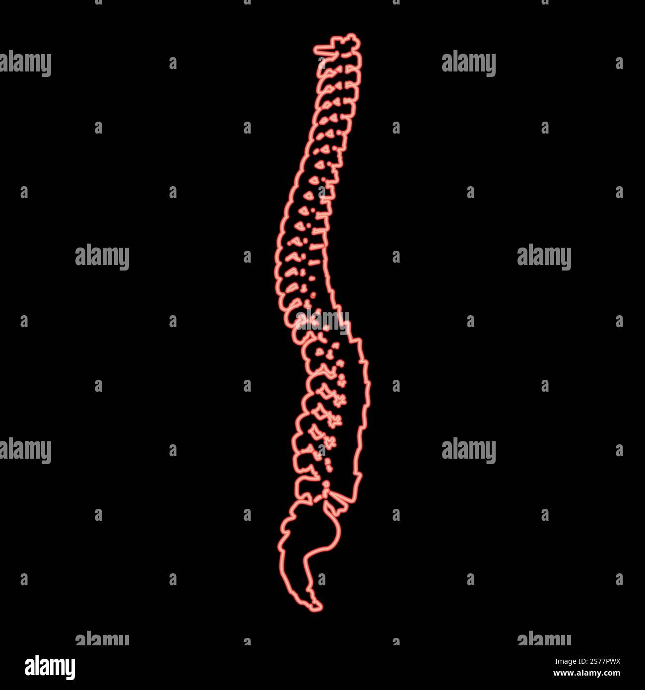 Neon spinal vertebral column spine backbone red color vector ...