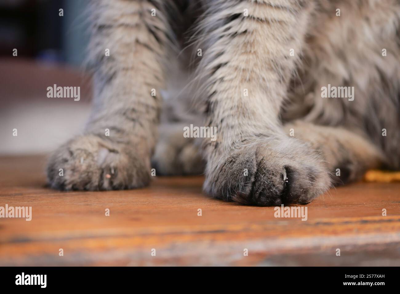 cats paw show its features and textures from different angles Stock ...