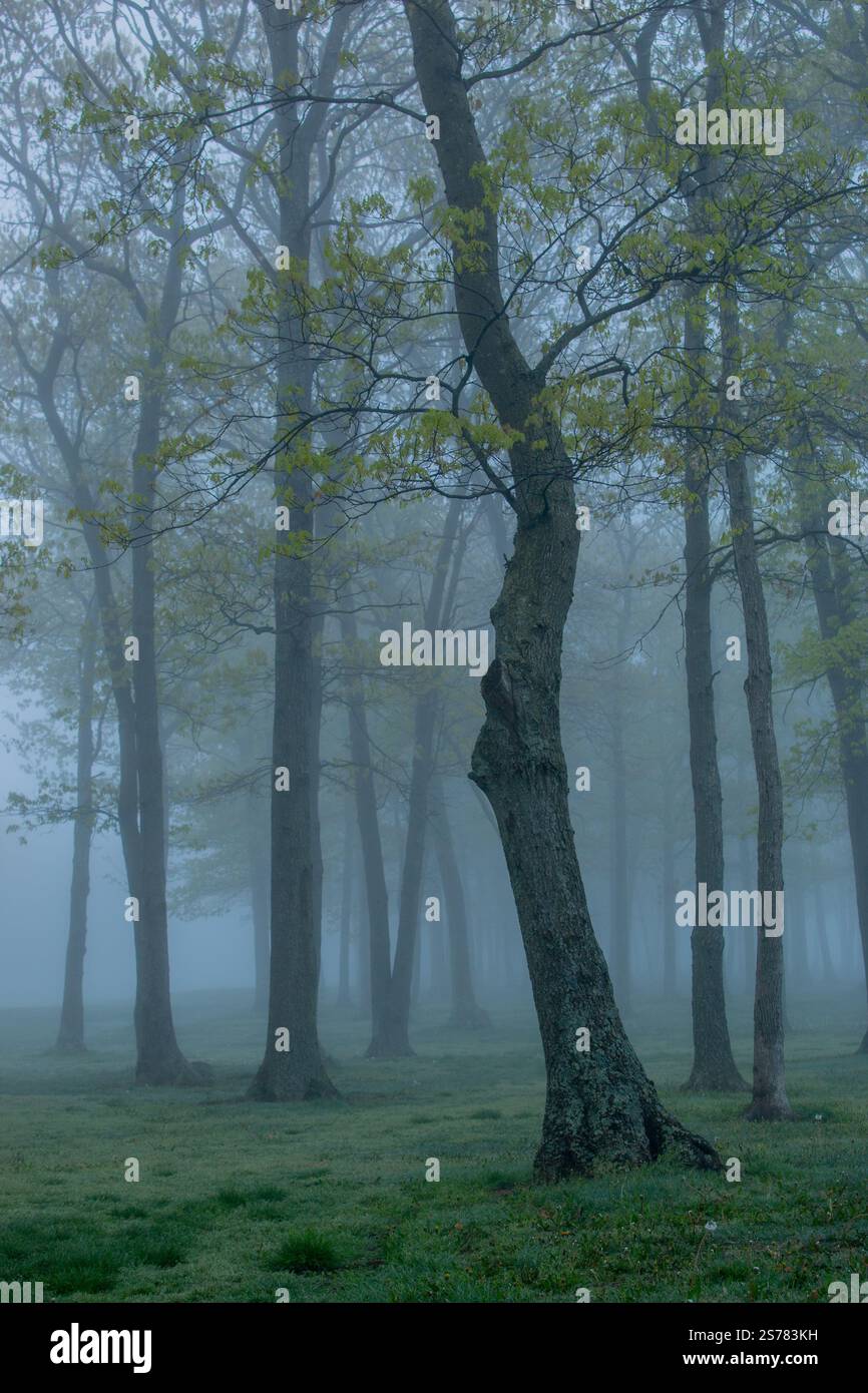 A moody and foggy landscape in Suffolk County, Long Island, New York ...