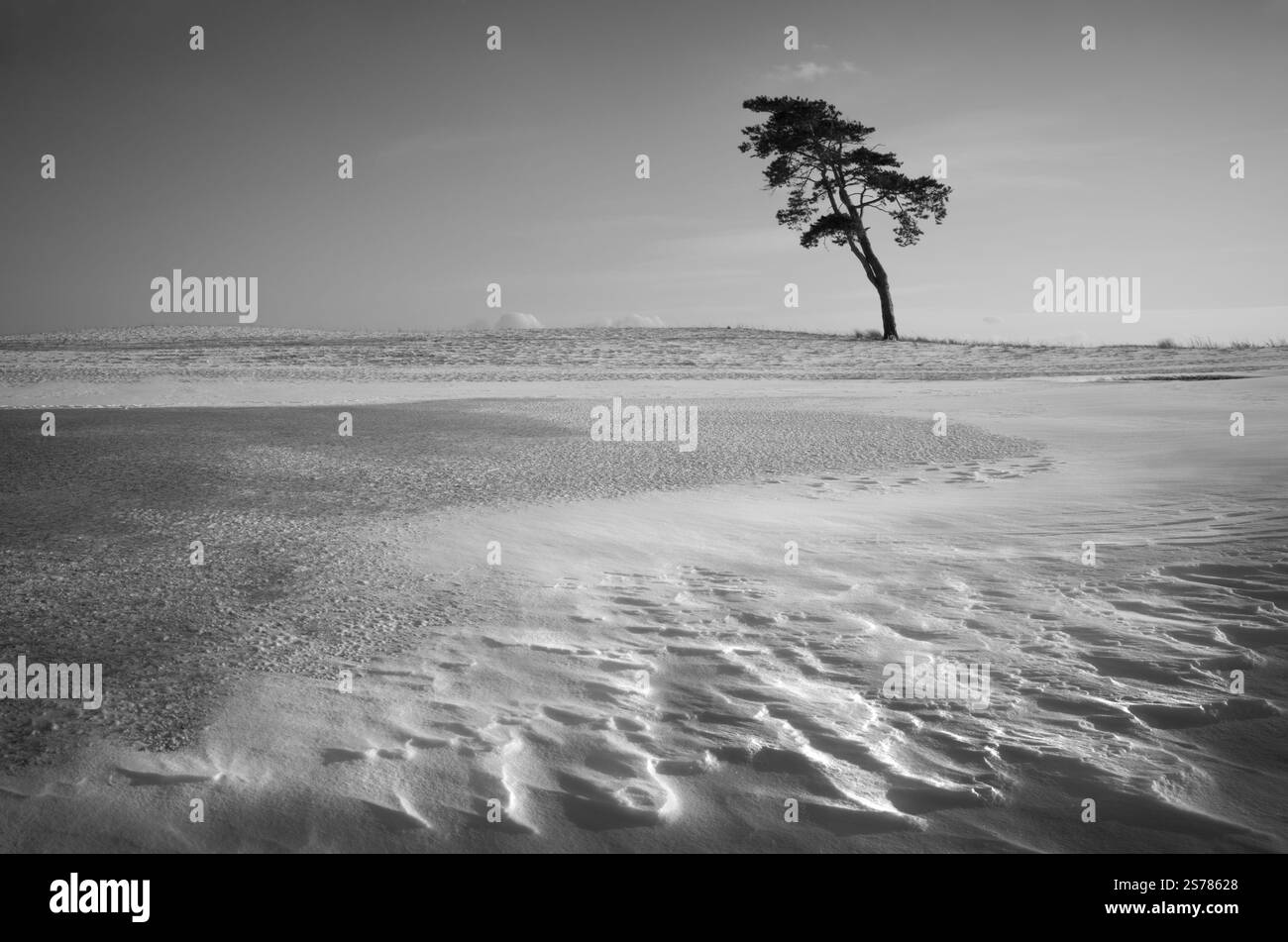 View lone tree in Black and White Stock Photos & Images - Alamy