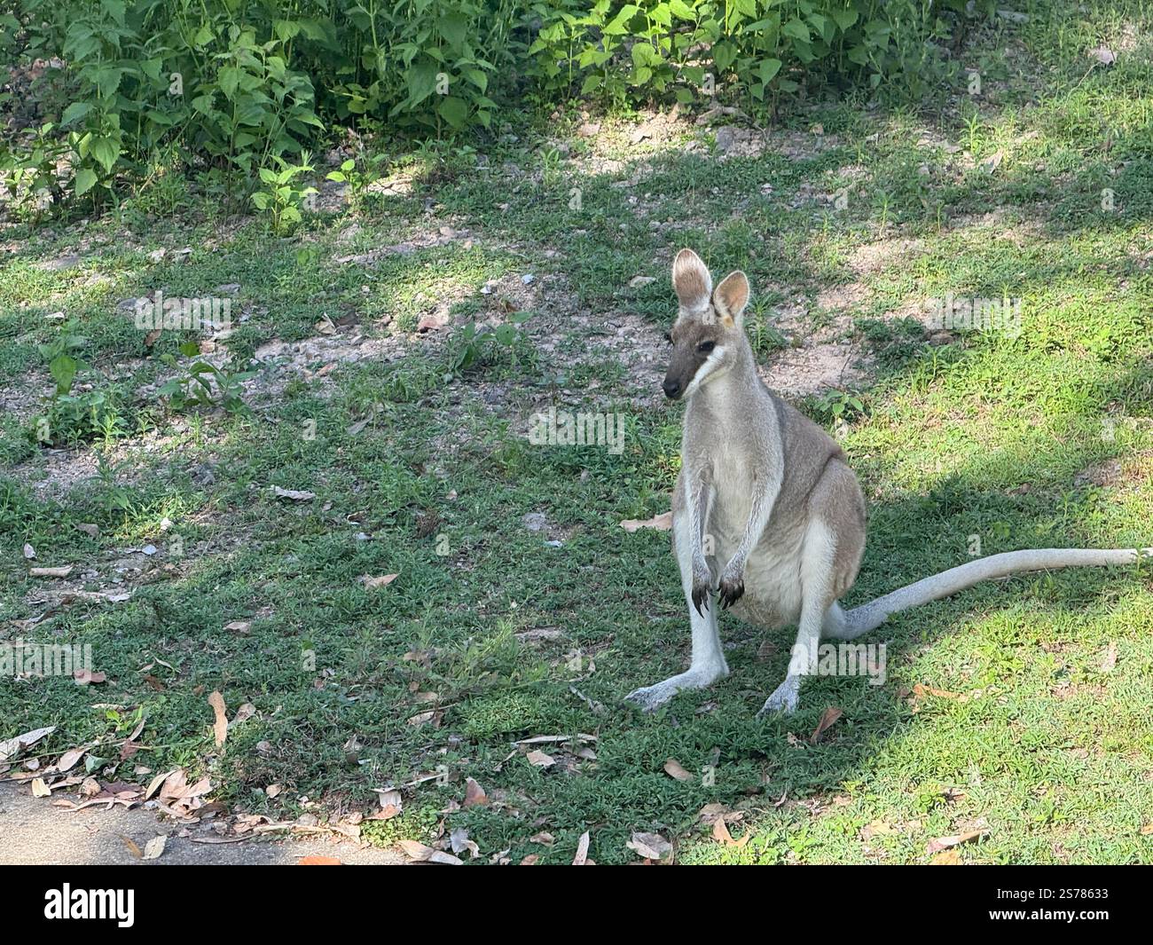 Closeup of Wallaby in front of grass Stock Photo - Alamy