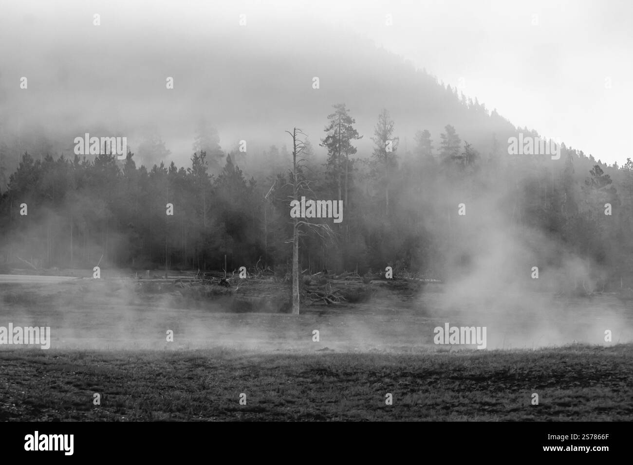 Morning mist drifts through layered trees in Yellowstone National Park ...