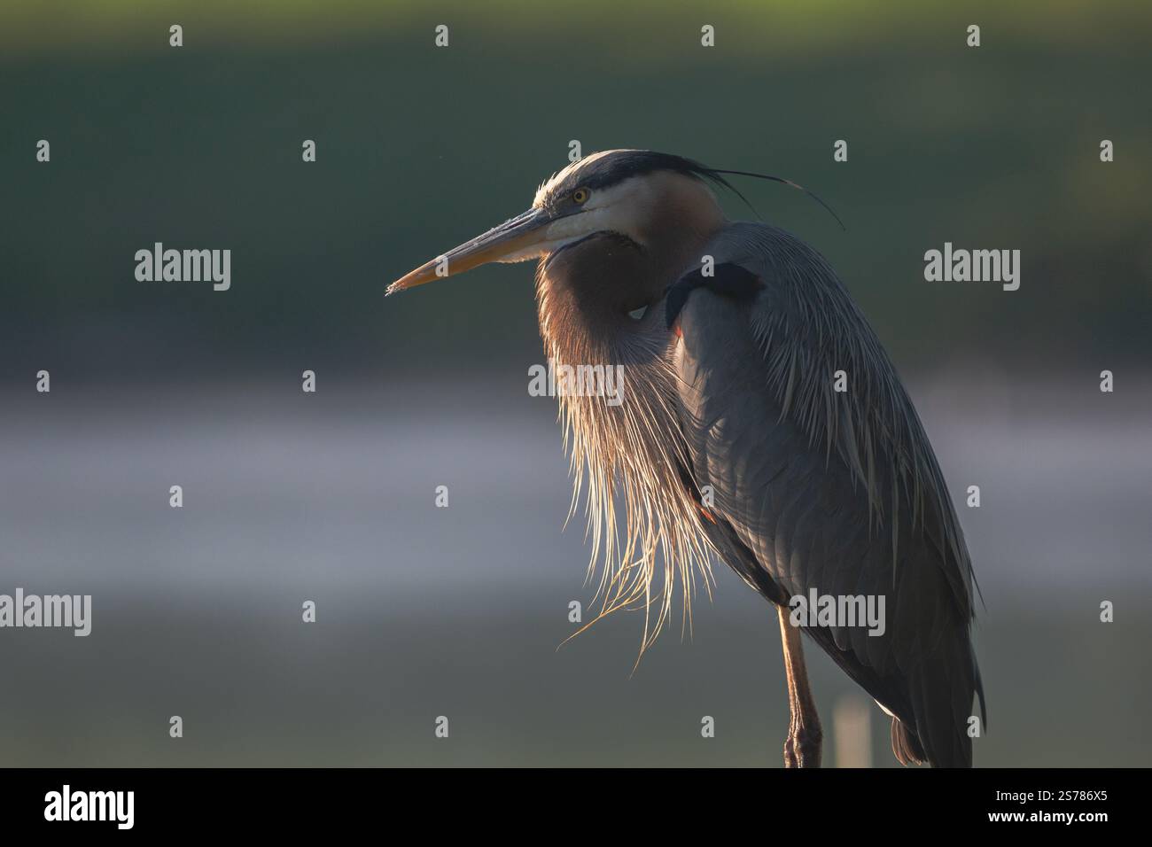 A blue heron stands tall in the morning backlight, its elegant form highlighted against a calm ...