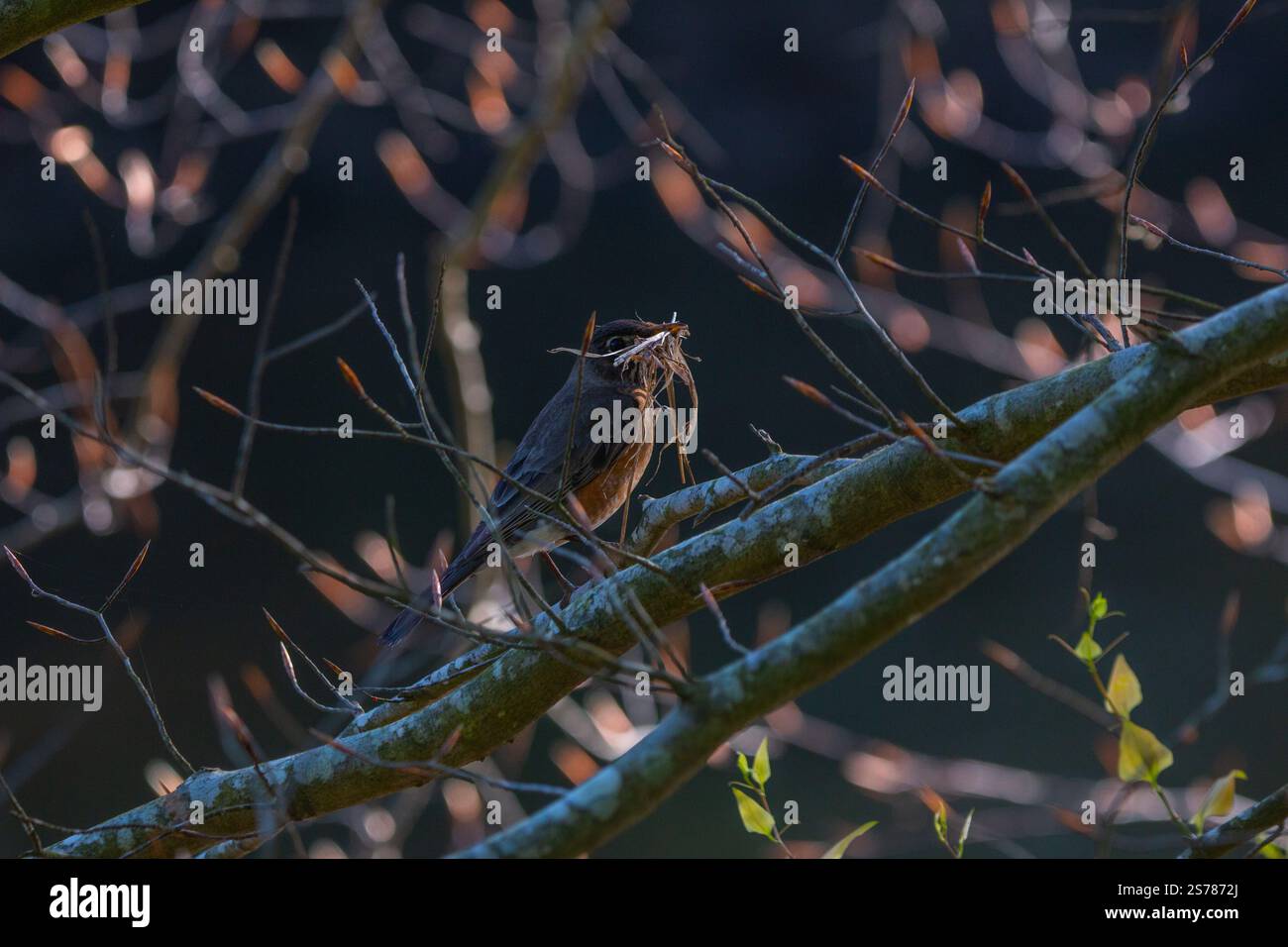 A robin gathers nest material in the soft morning backlight, its form ...