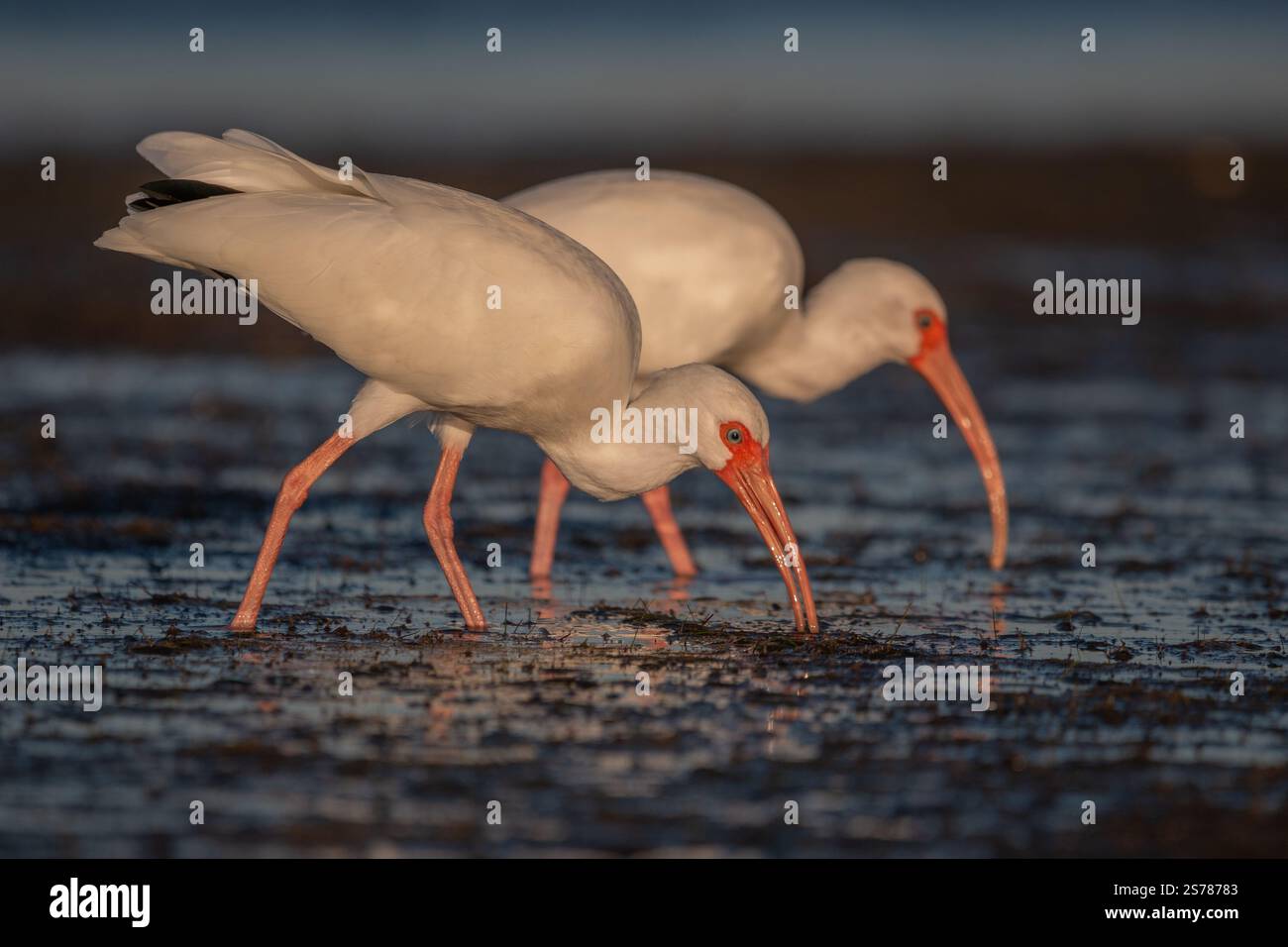 Two ibises move through the marsh in the soft morning light, their ...